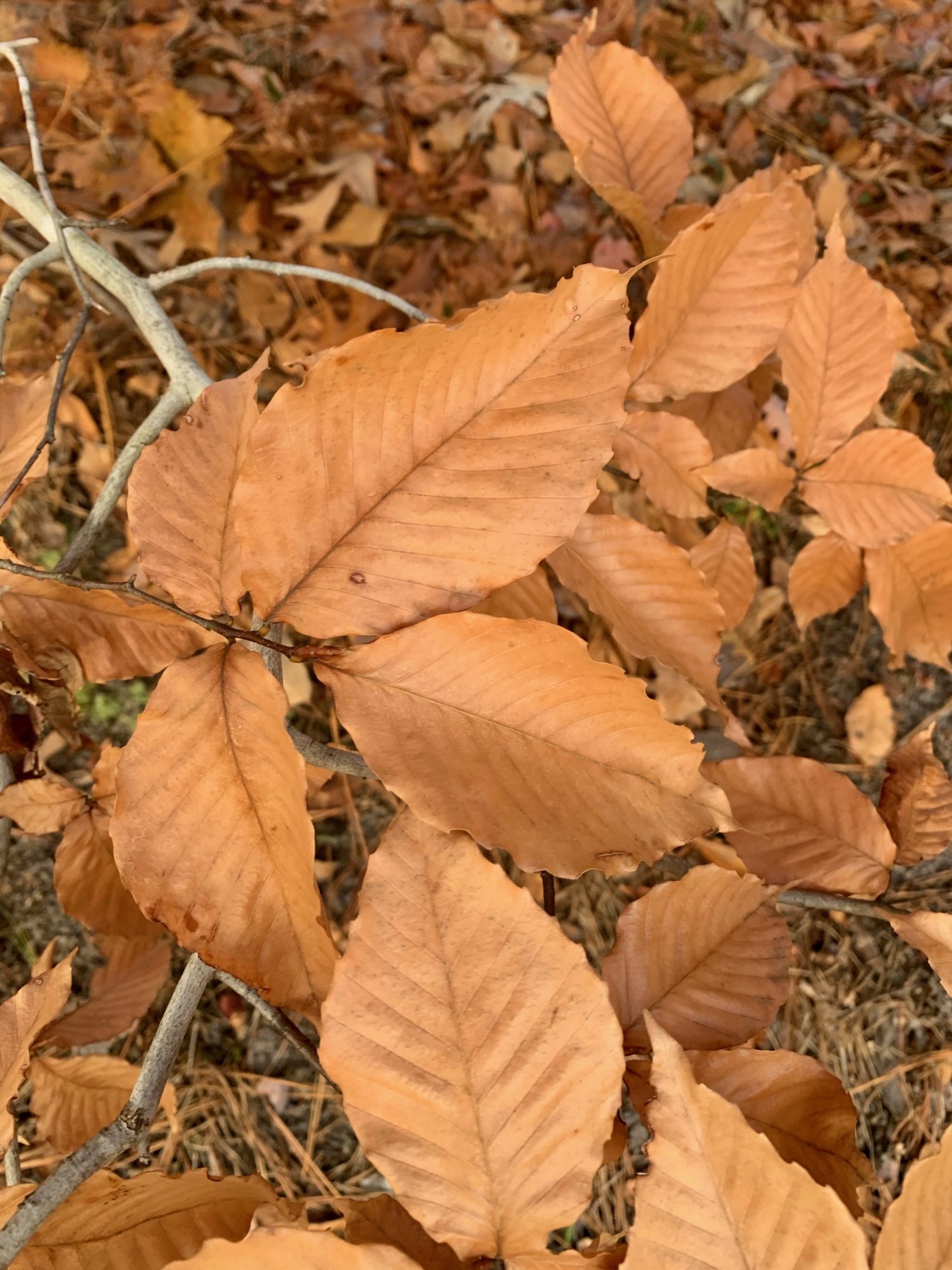 Listen to the rustling of the beech trees as you walk in First Landing ...