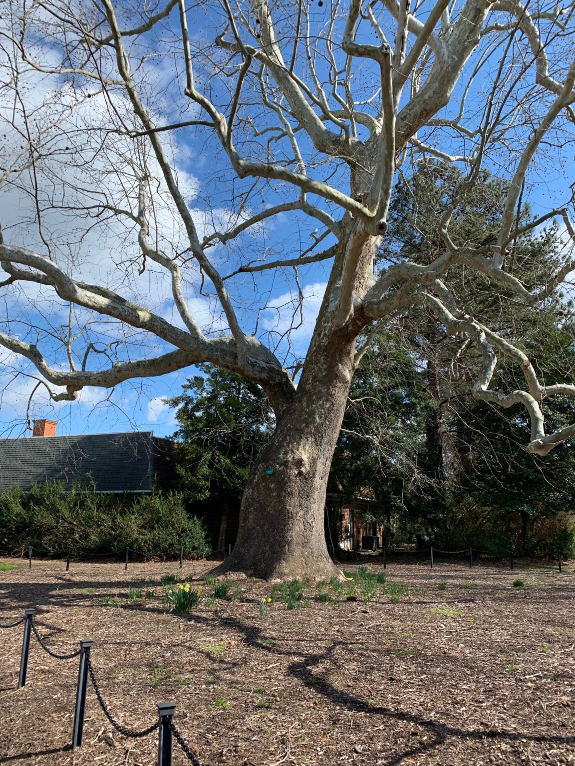 A 290-year-old sycamore tree at the Francis Land House is older than ...