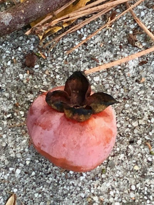 Persimmons Peak In Fall - Lynnhaven River NOW