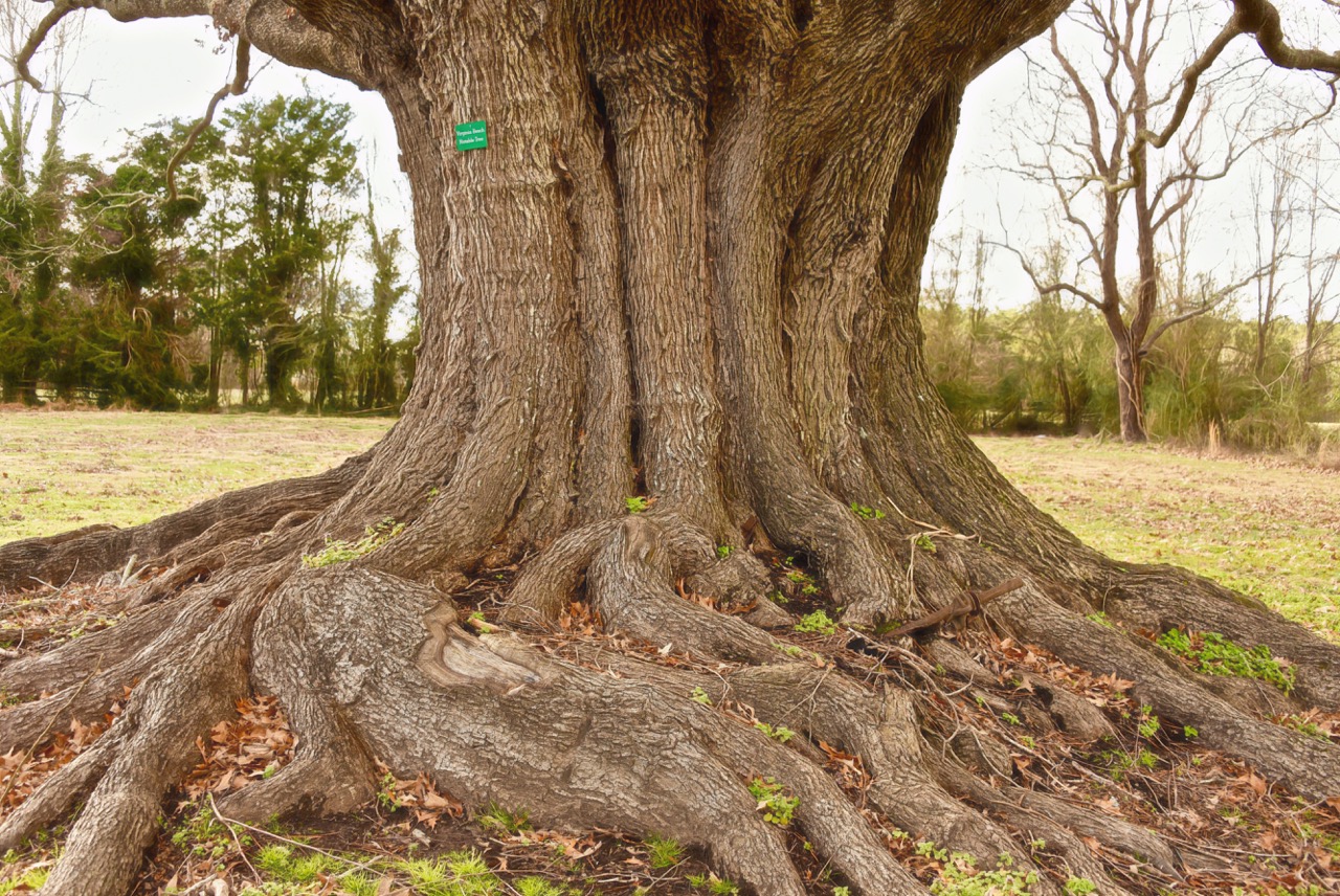 Cherrybark oak, muscles ripped, is a tower of strength by Mary Reid ...