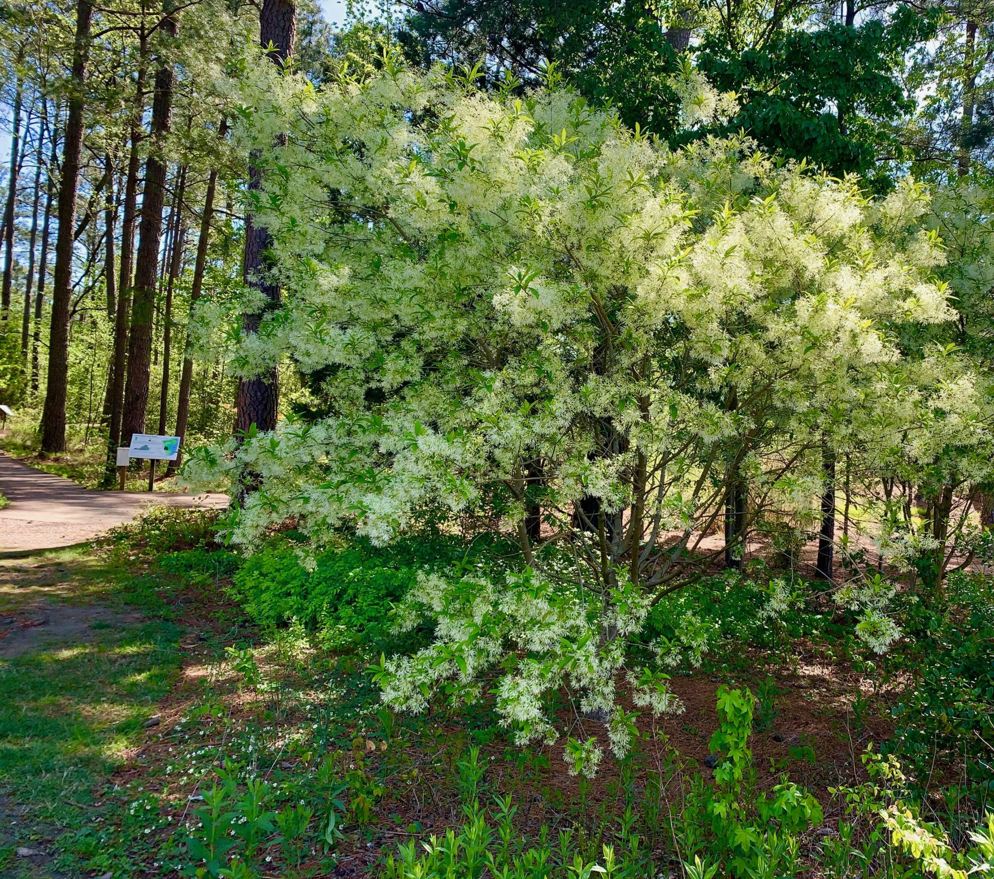 The fringe tree is Earth Day's holiday tree. - Lynnhaven River NOW