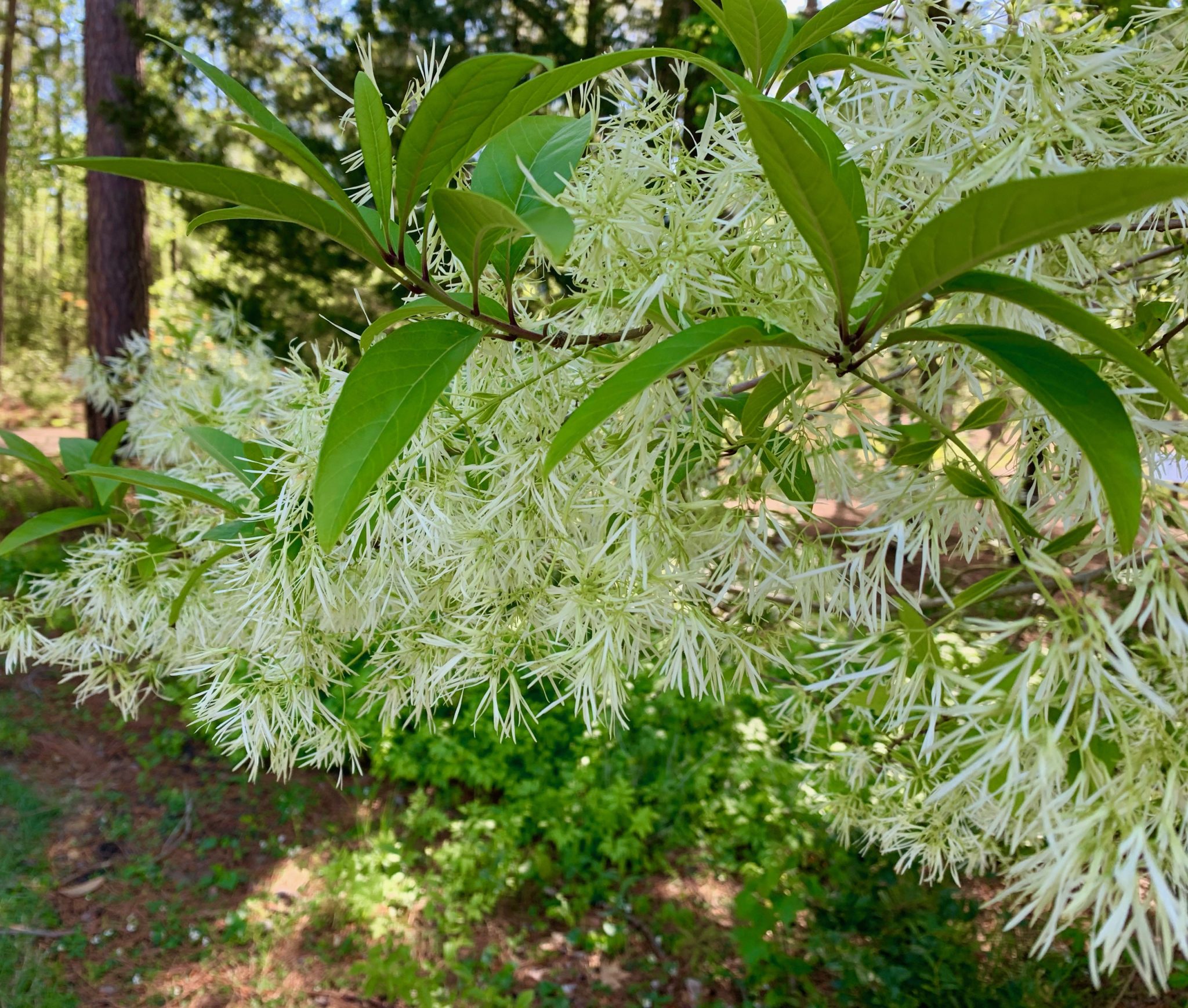 The fringe tree is Earth Day's holiday tree. - Lynnhaven River NOW