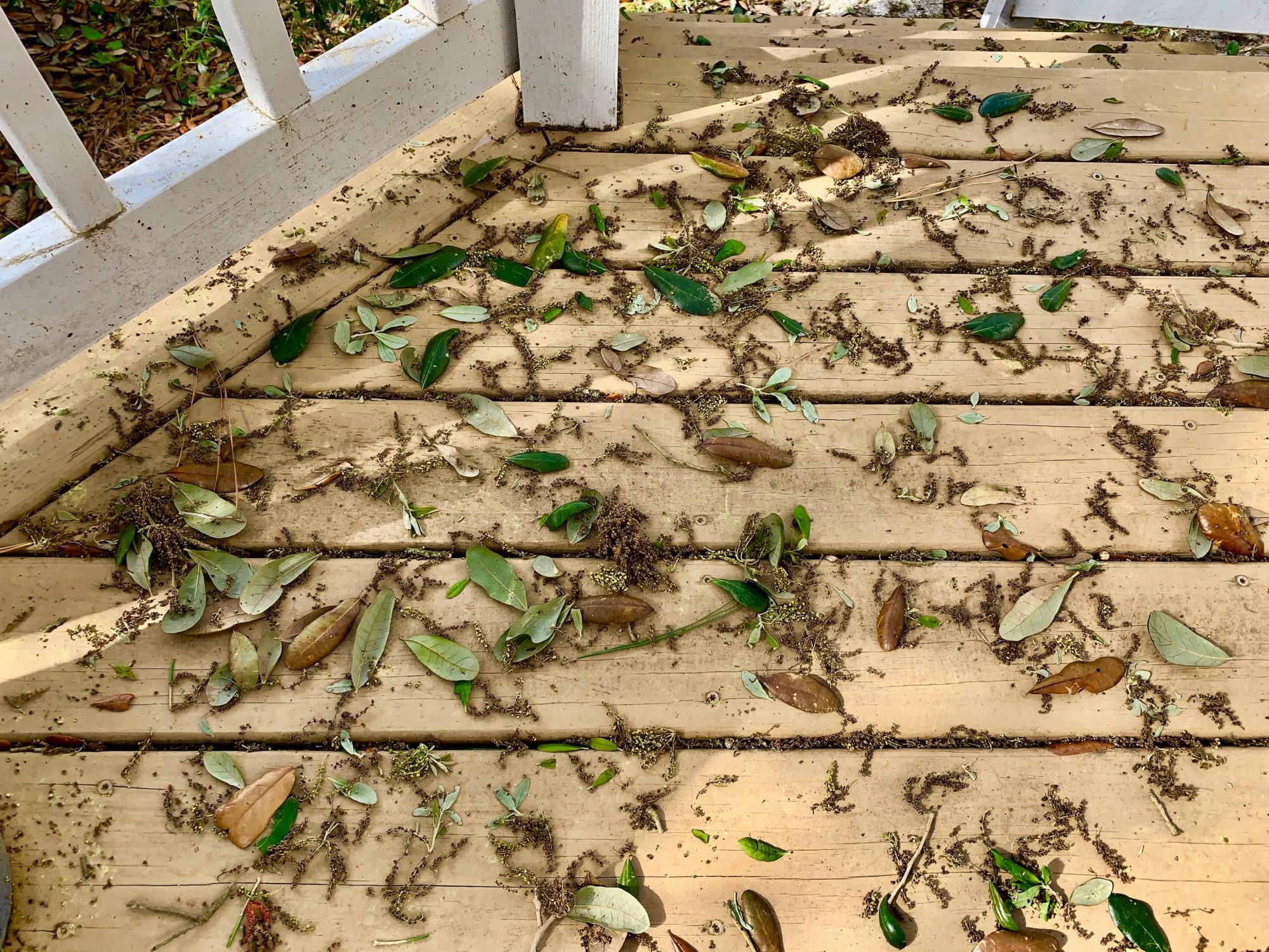 Live oaks have better things to do than worry about being messy ...