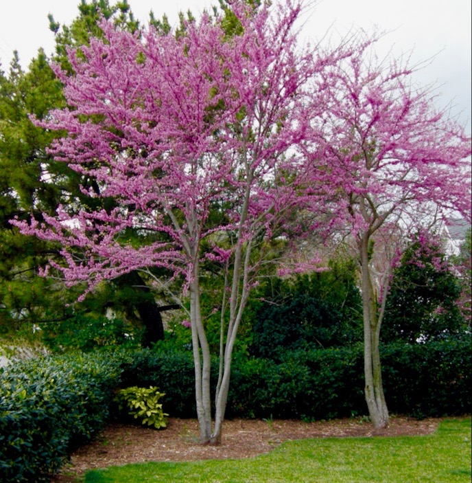 The eastern redbud tree is nature’s cheerleader - Lynnhaven River NOW