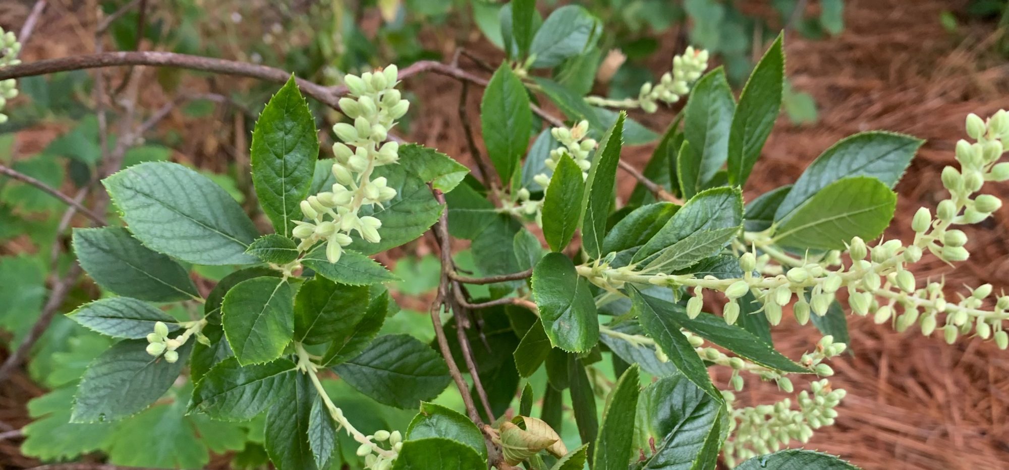 Sweet pepperbush grows in the State Park and right in my yard too ...