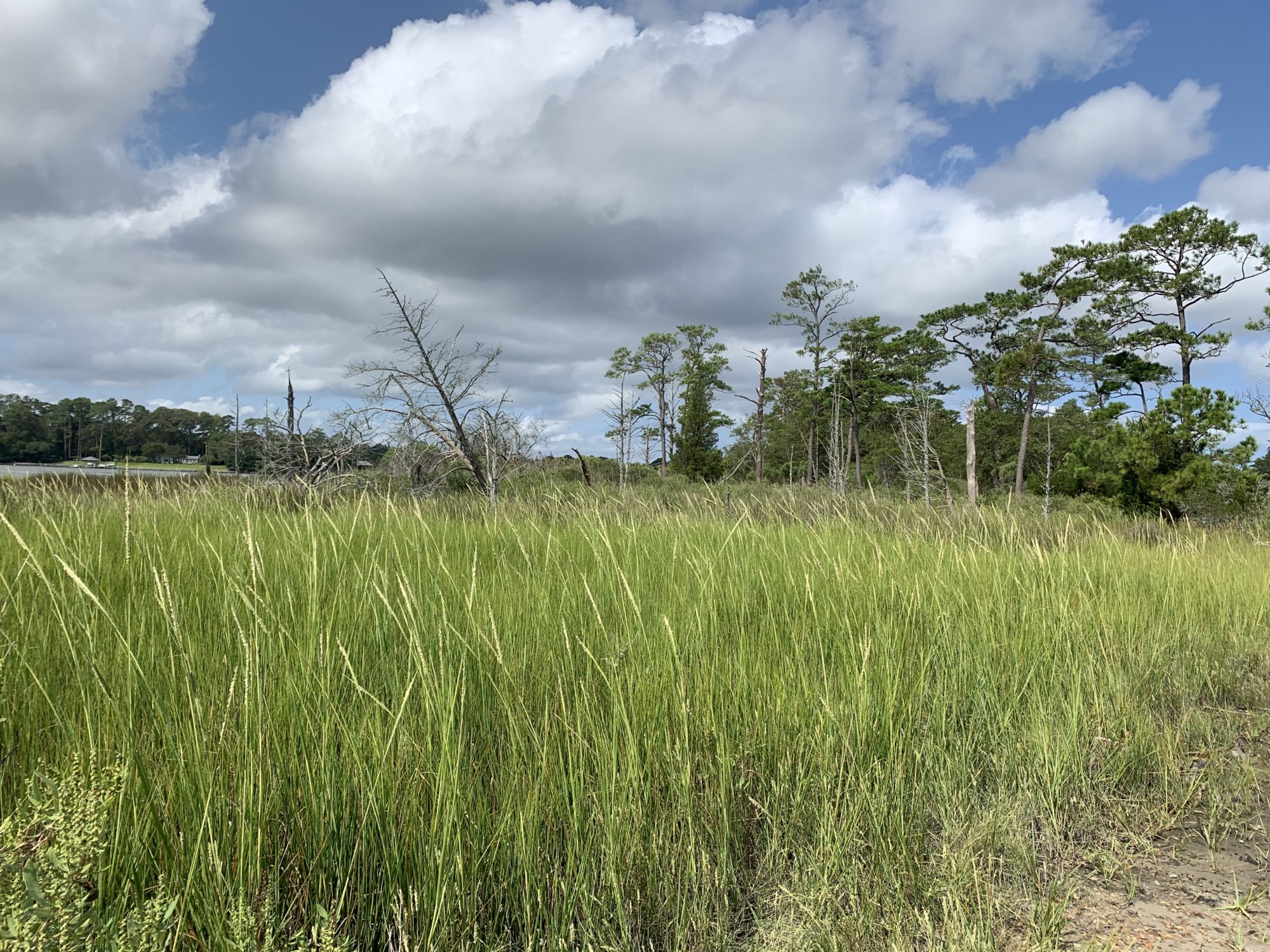 There's so much more beauty in a salt marsh than first meets the eye ...