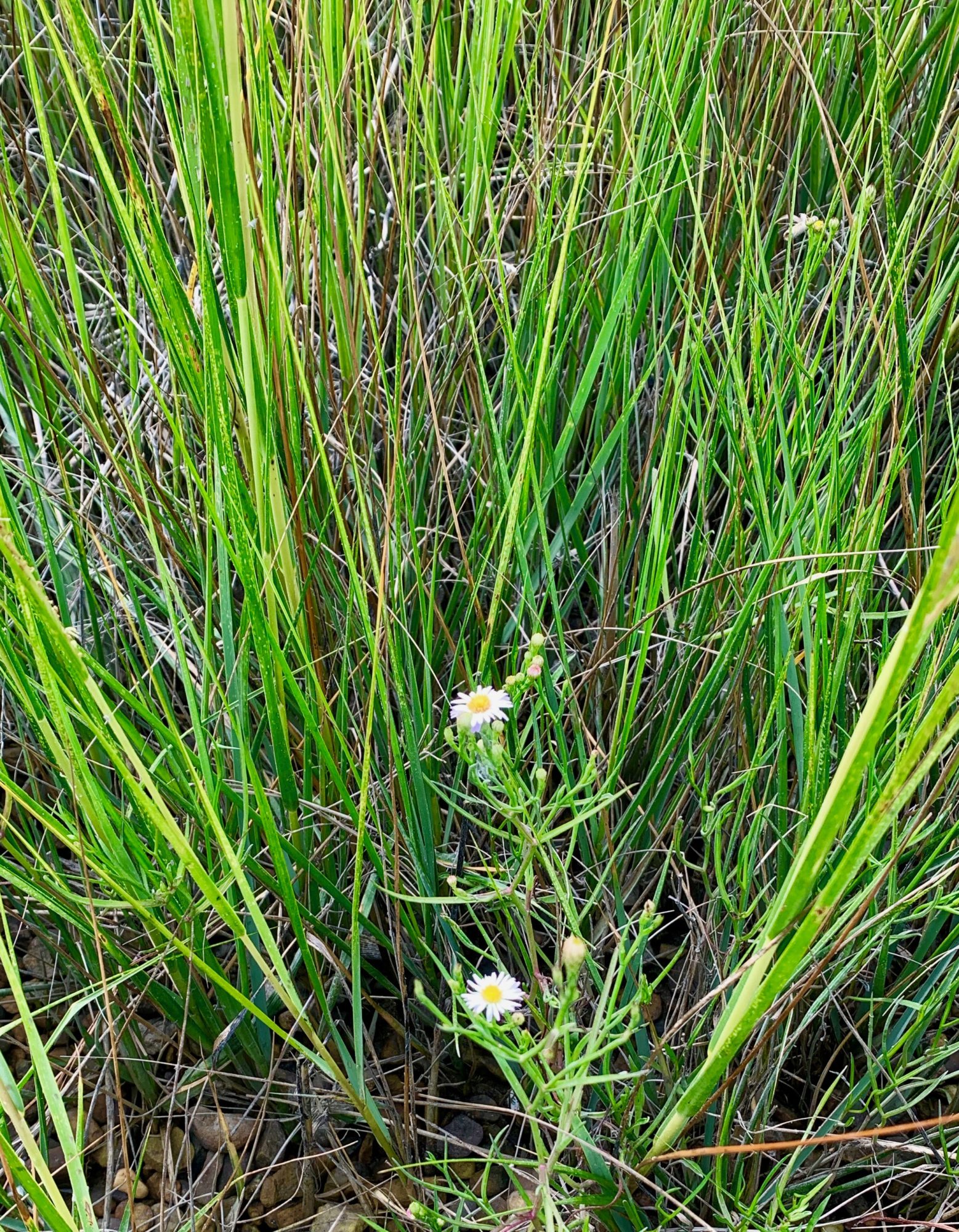 There's so much more beauty in a salt marsh than first meets the eye ...