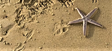 Unusual slender sea star washed up on the beach - Lynnhaven River NOW