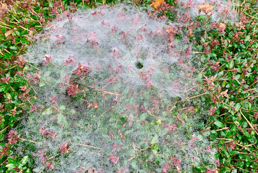 Funnel spider webs sparkle in the early morning dew - Lynnhaven River NOW