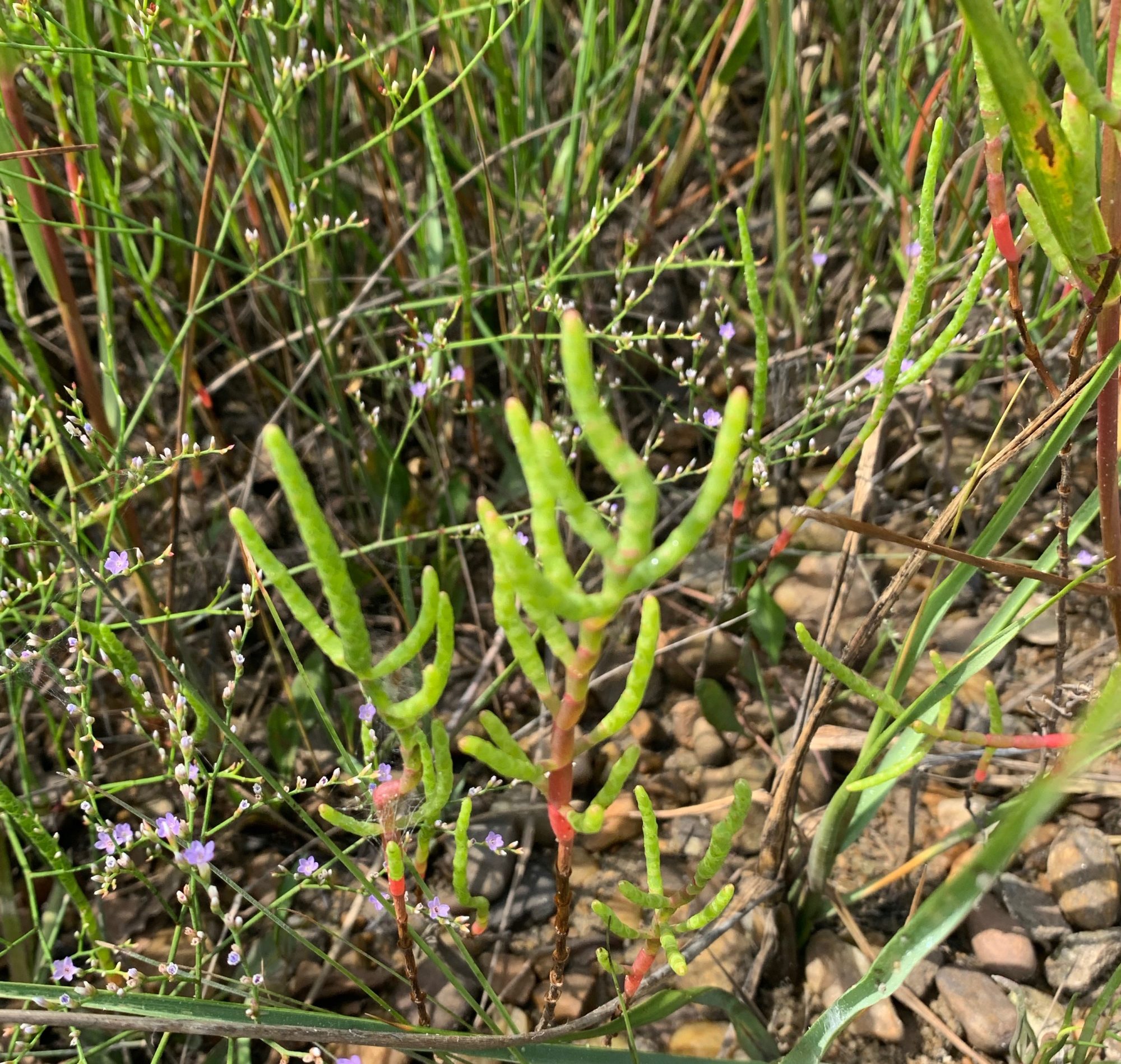 Glasswort can light up a marsh in autumn - Lynnhaven River NOW