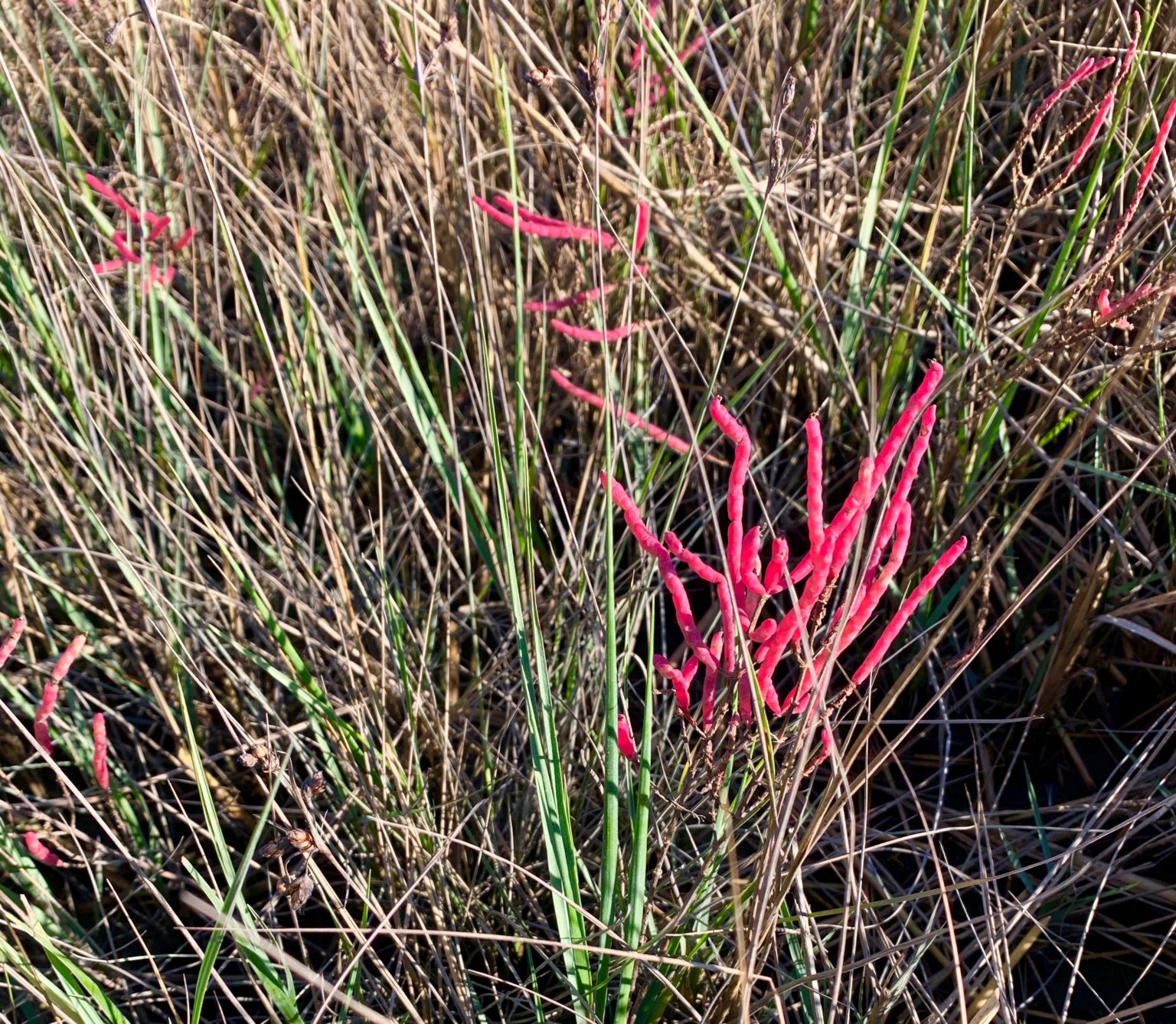 Glasswort can light up a marsh in autumn - Lynnhaven River NOW