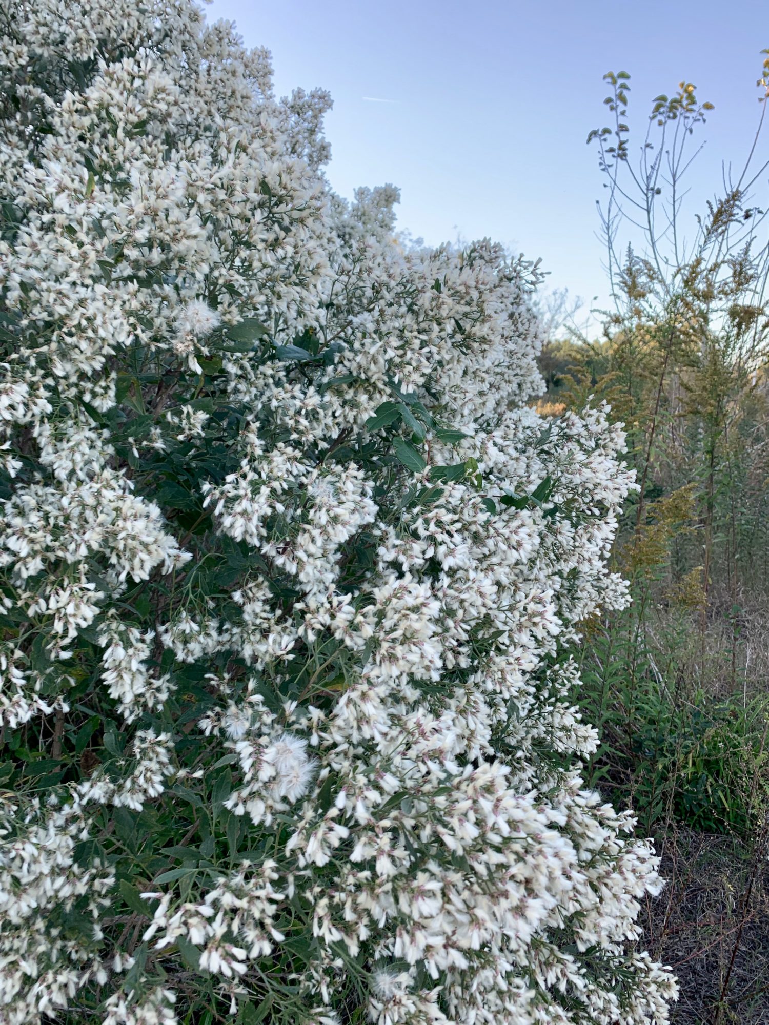 Salt bush blooms look like new fallen snow - Lynnhaven River NOW