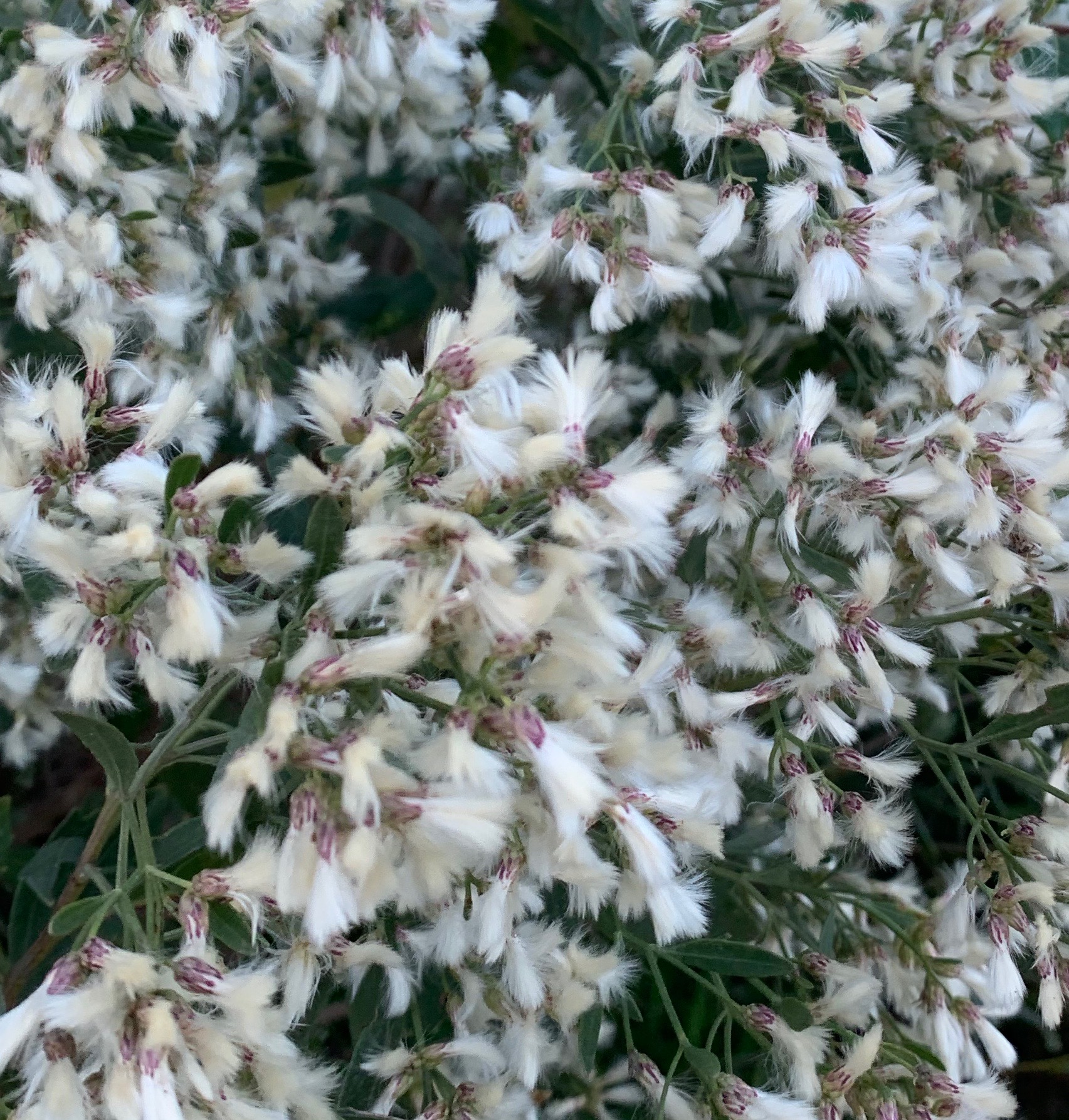 Salt bush blooms look like new fallen snow - Lynnhaven River NOW