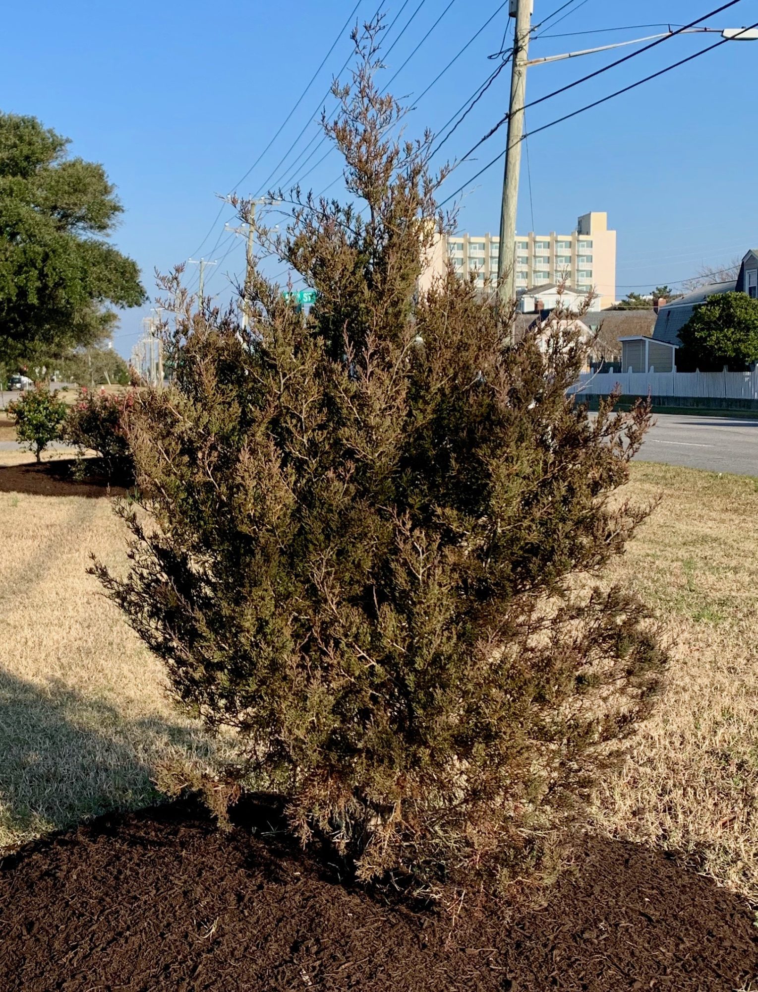 Not too long ago, cedar trees were just about the only holiday tree ...
