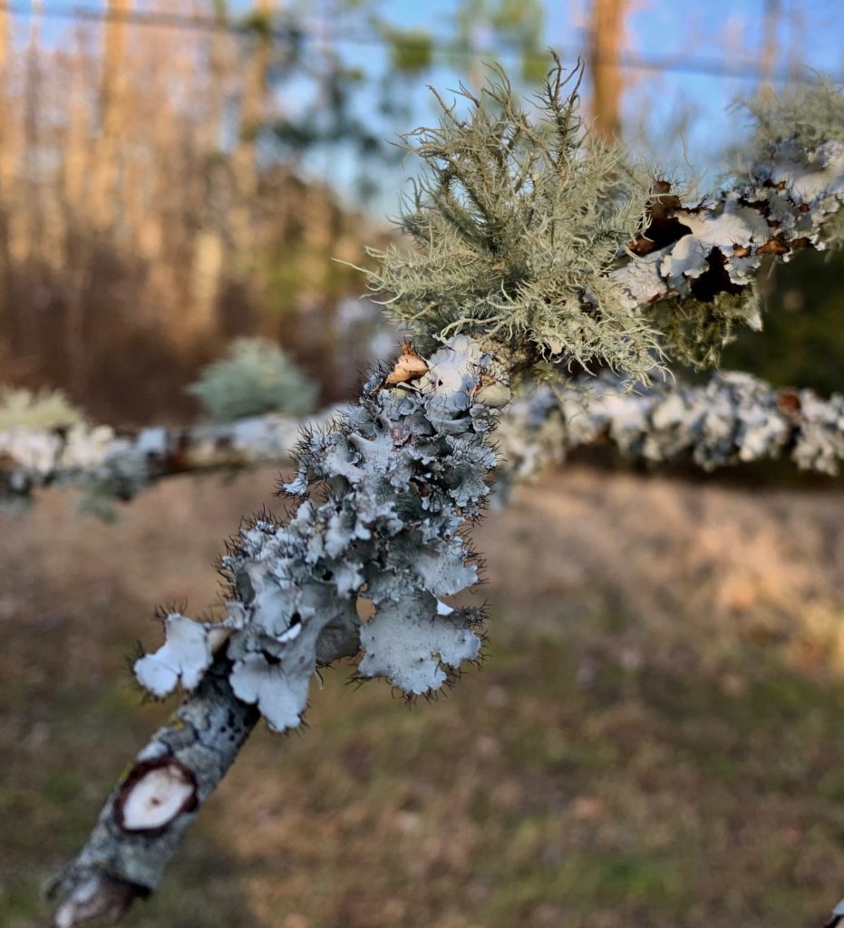 More than 600 species of lichen live in Virginia - Lynnhaven River NOW