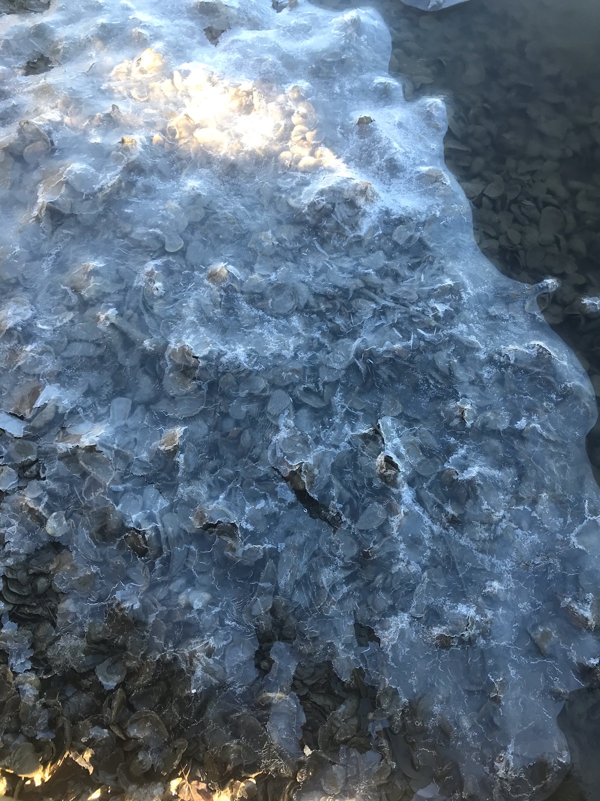 Oysters on intertidal reefs can't escape freezing weather - Lynnhaven ...