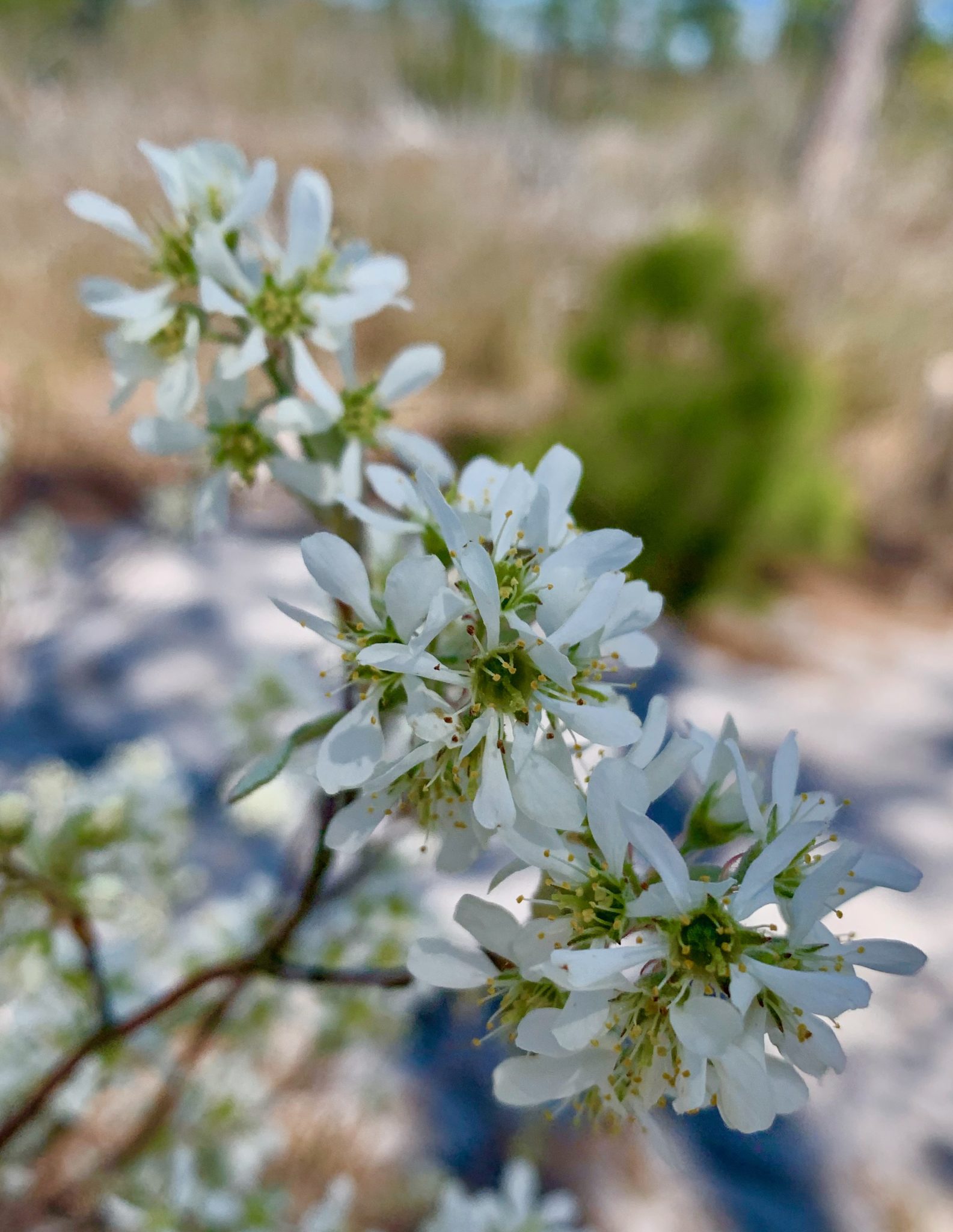 The shadbush also blooms when the hummingbirds arrive - Lynnhaven River NOW