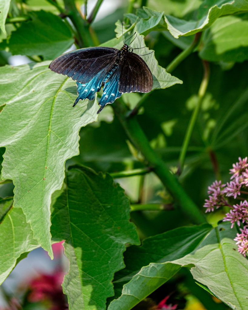 Pipevine butterflies put on a show in Children's Wildlife Habitat ...