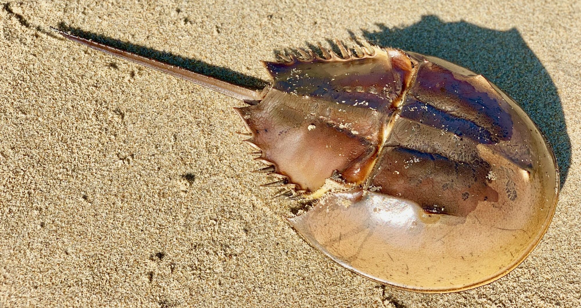 Horseshoe crabs, critters from the dinosaur days, are unusual in many ...
