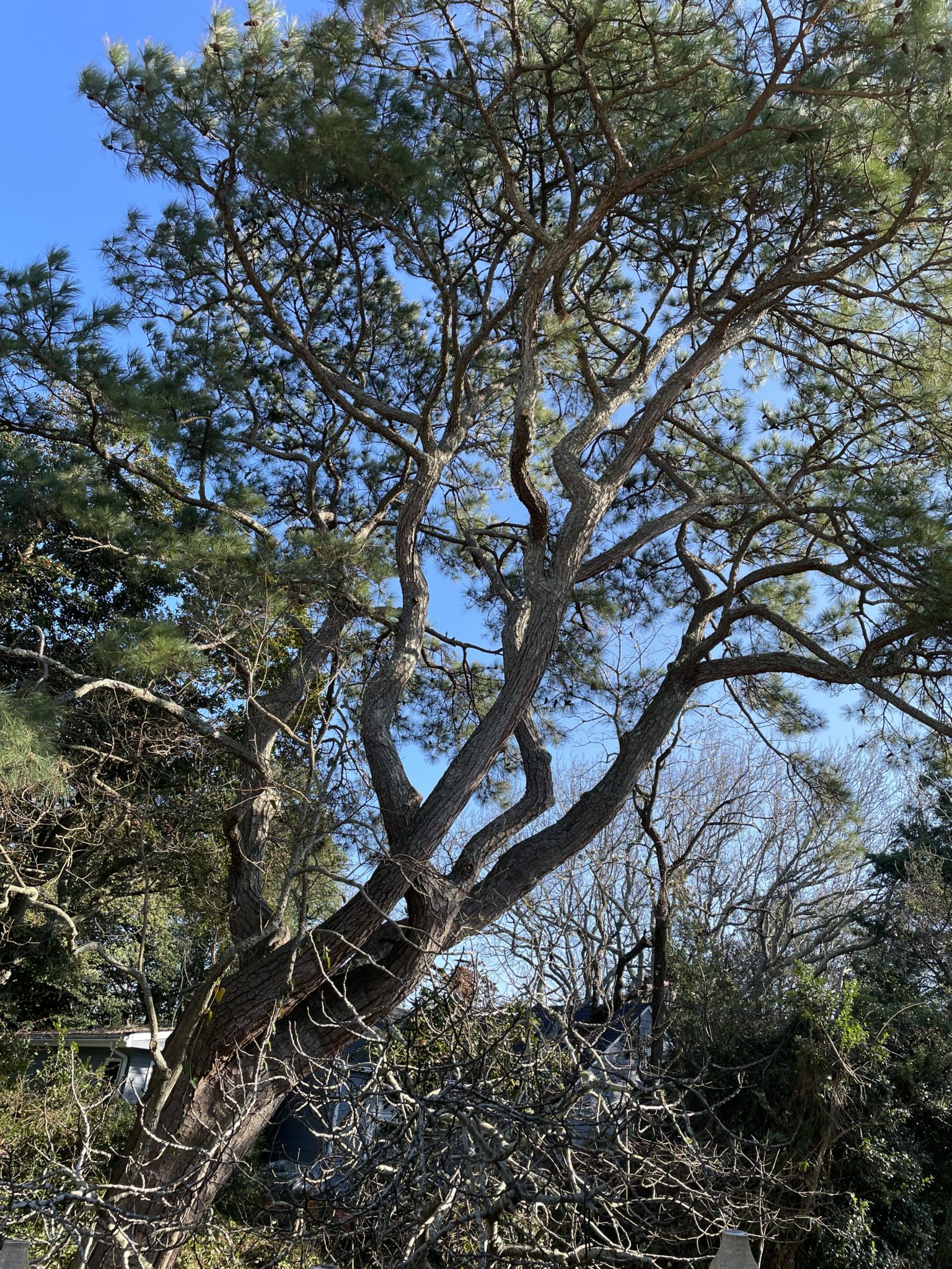 My grand old pine tree has got "character," the arborist said ...