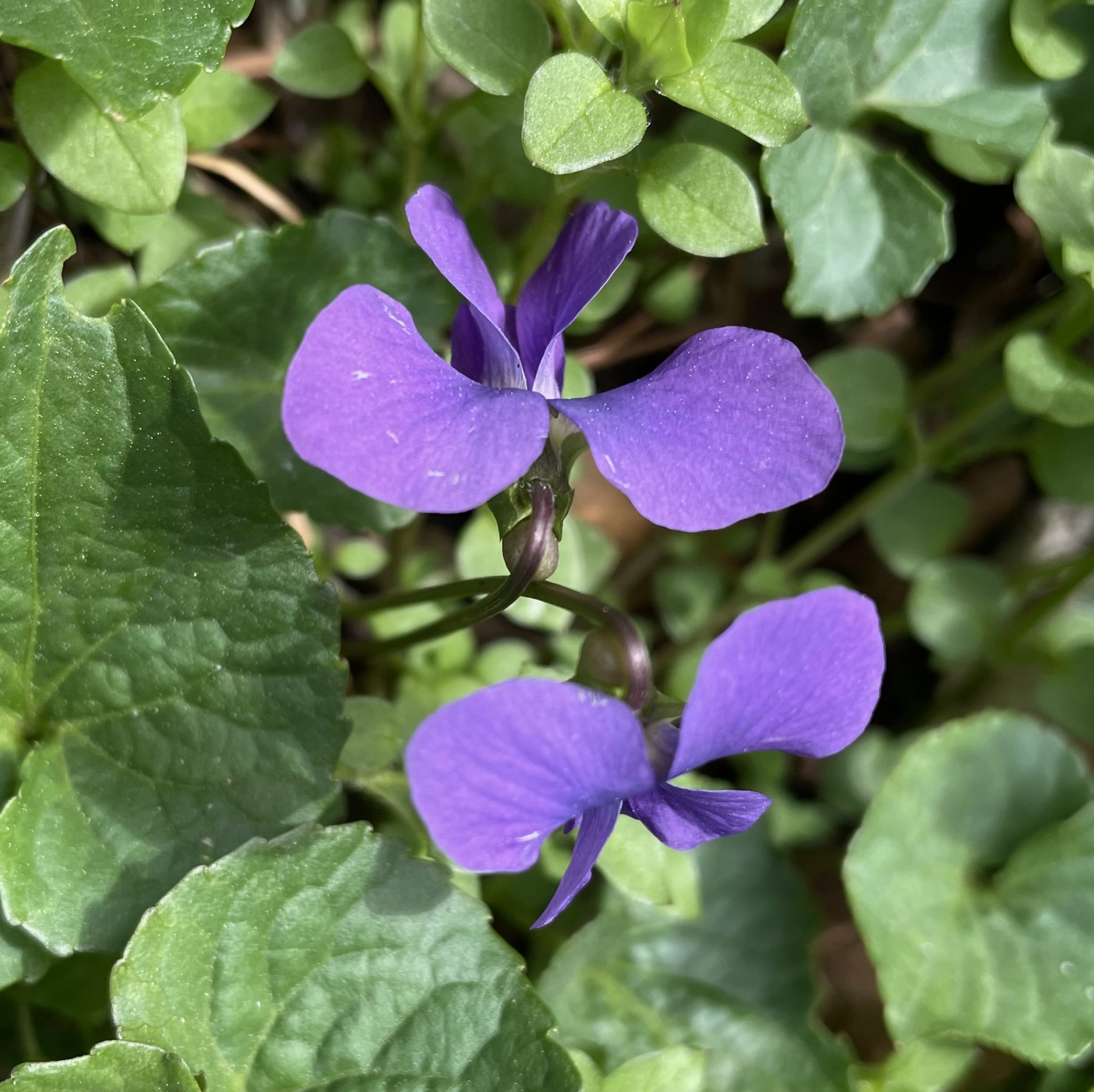 Tiny wild pansies are a new delight for me in the landscape - Lynnhaven ...