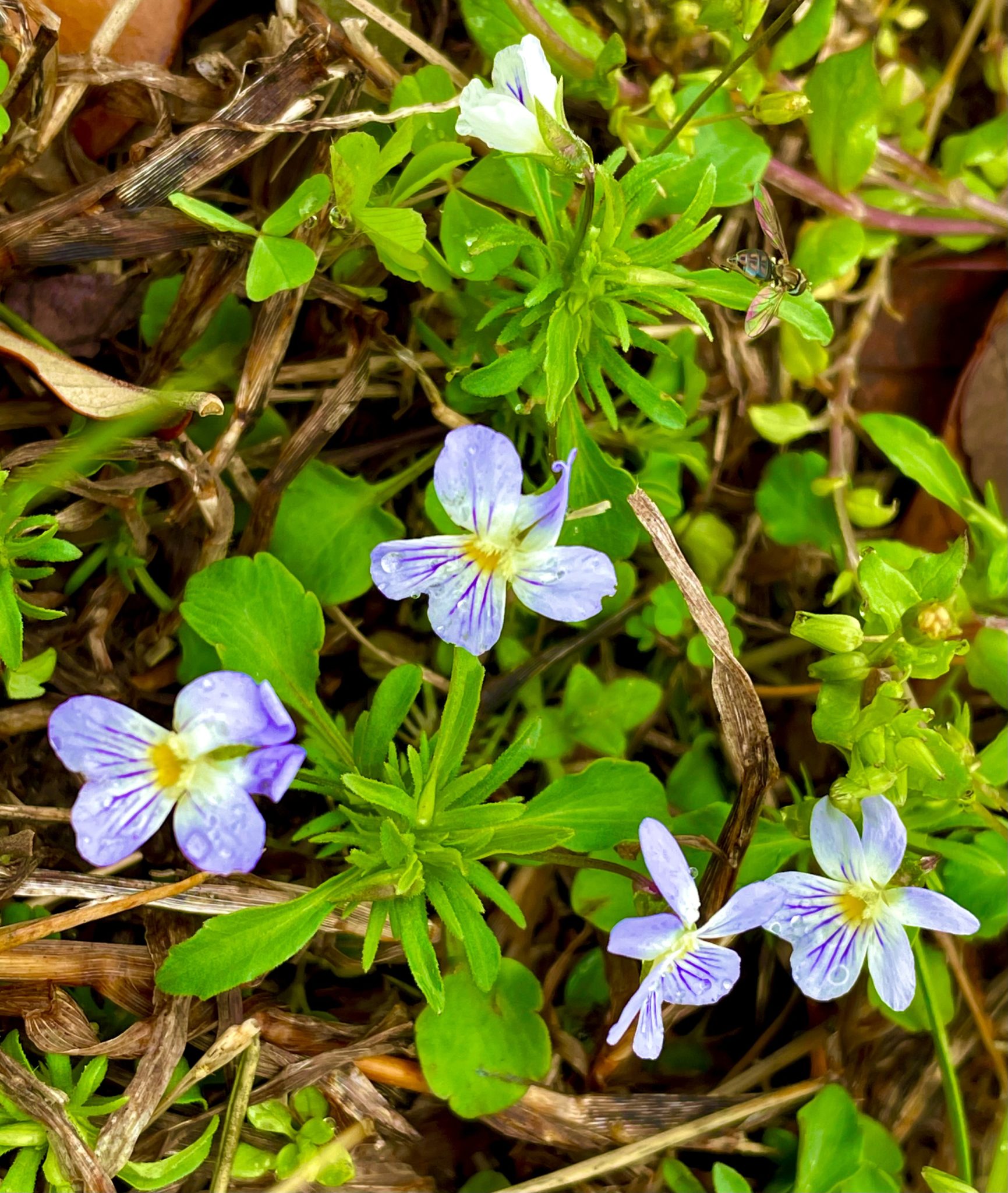 Tiny wild pansies are a new delight for me in the landscape - Lynnhaven ...