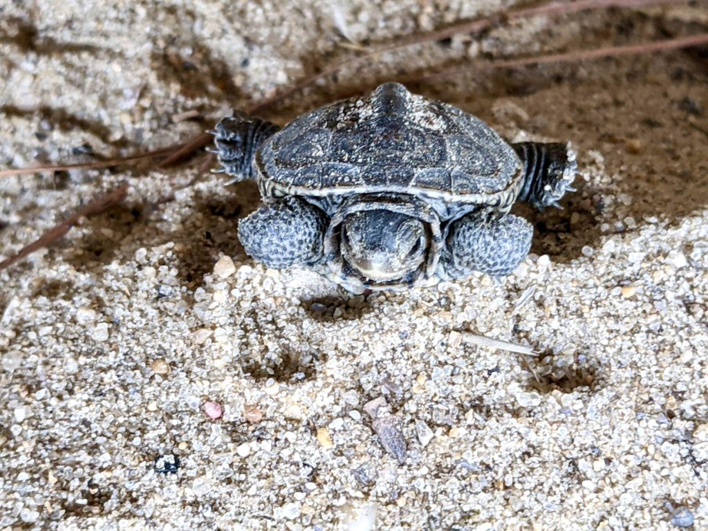 Be careful! Diamondback terrapin nesting season is underway ...
