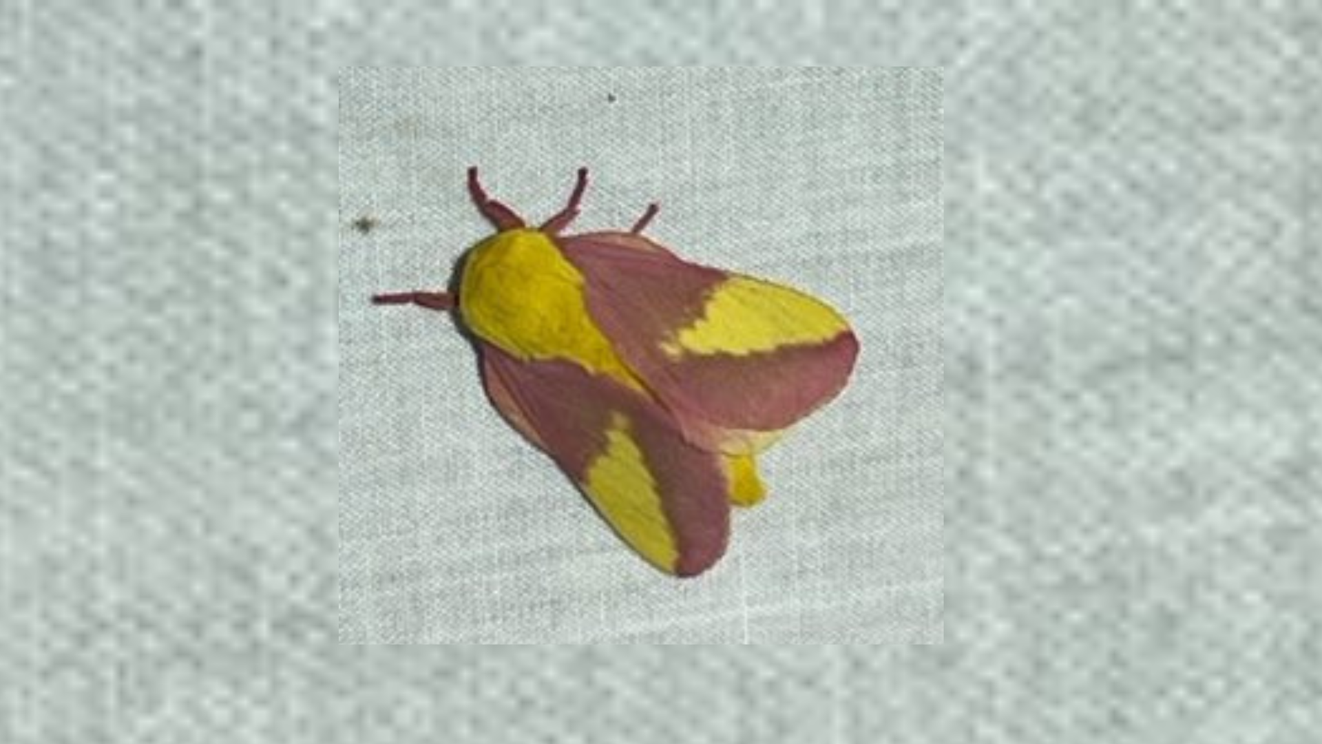 It's National Moth Week. Be on the lookout for the critters of the ...