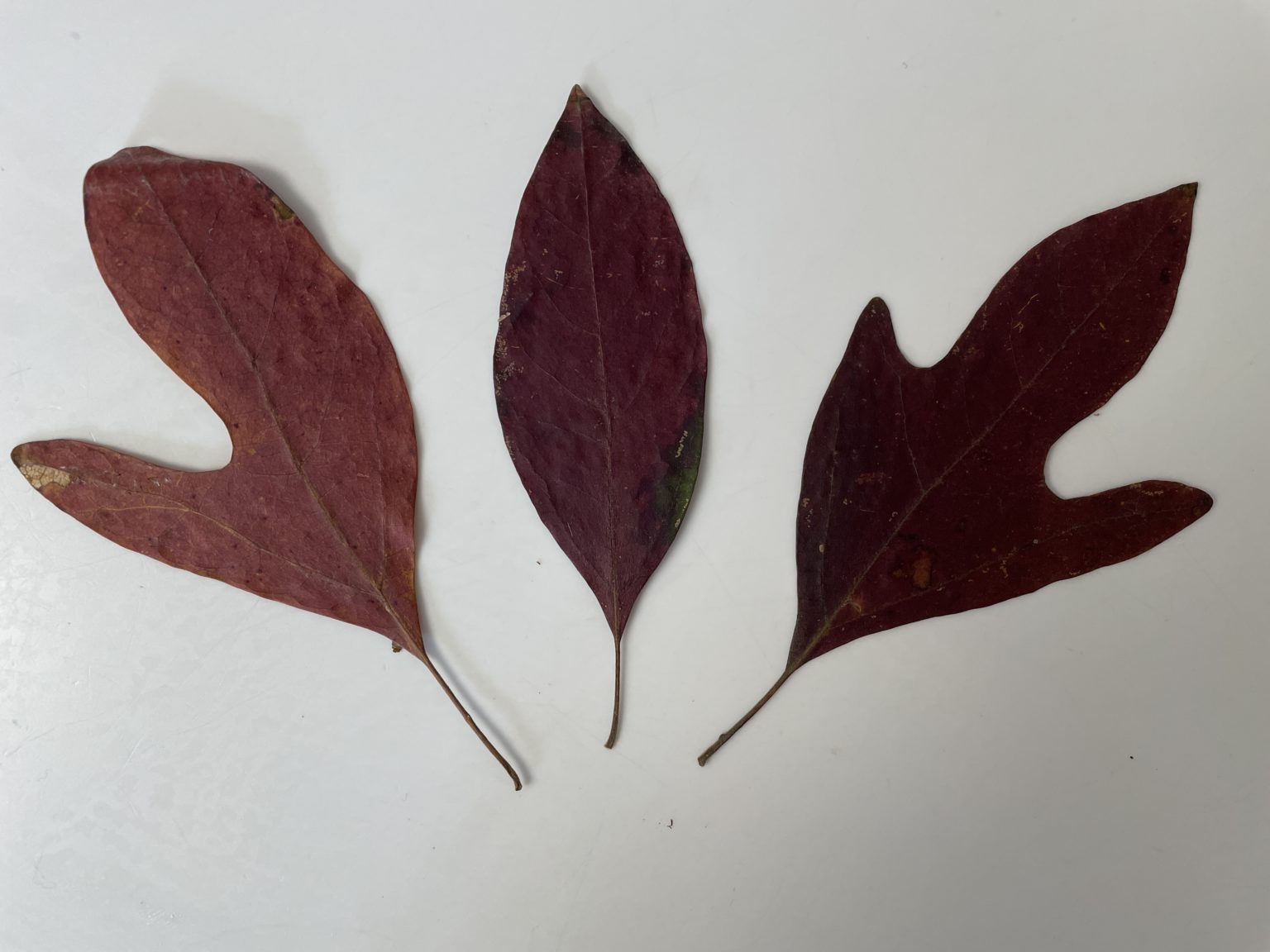 Sassafras trees have brilliant fall color, mitten leaves and so much ...