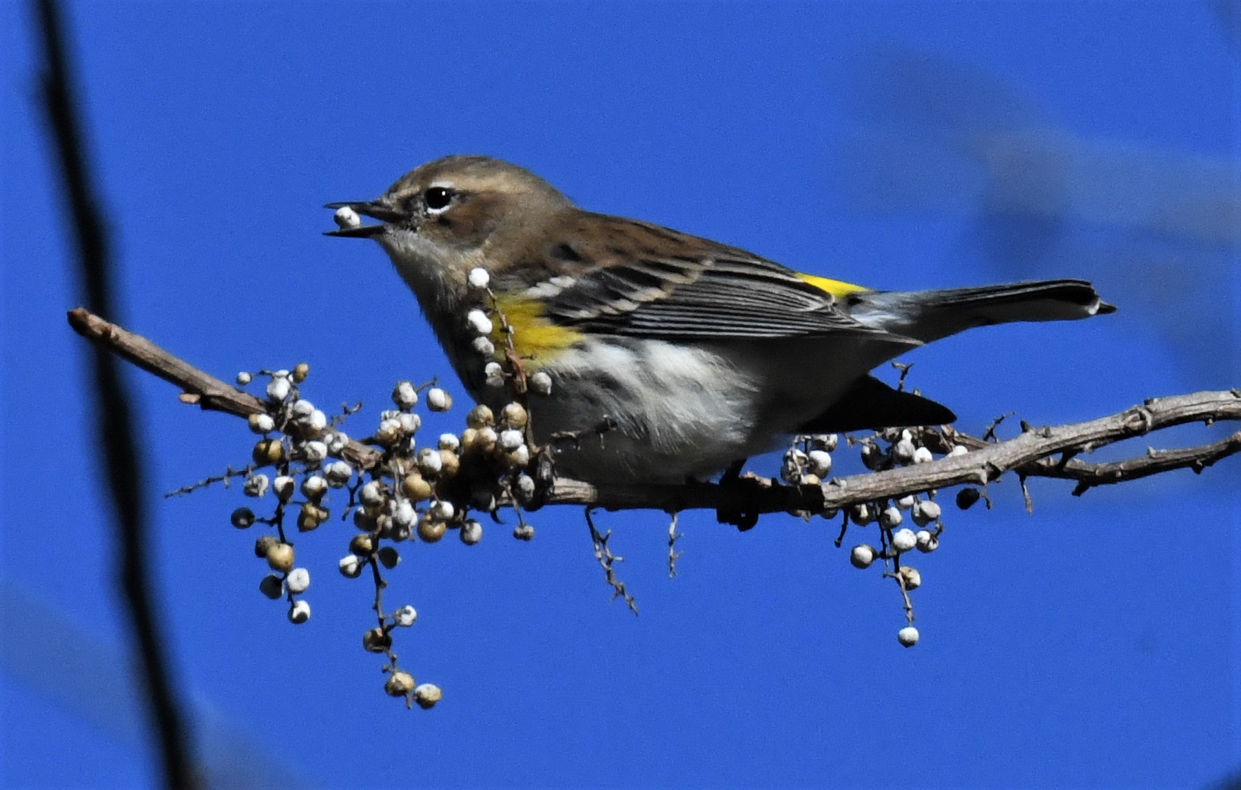 Poison ivy really is good for something! - Lynnhaven River NOW