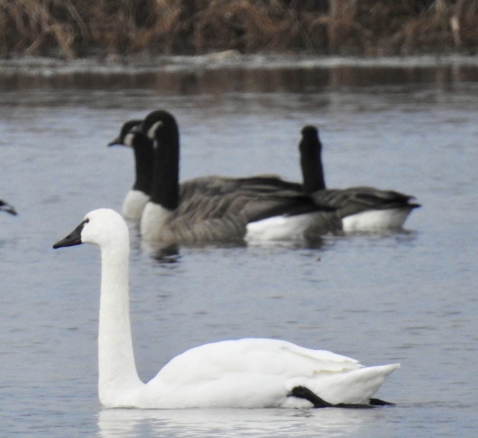 Mute swans may be beautiful, but they are invasive - Lynnhaven River NOW