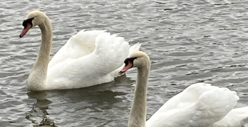 Mute swans may be beautiful, but they are invasive - Lynnhaven River NOW