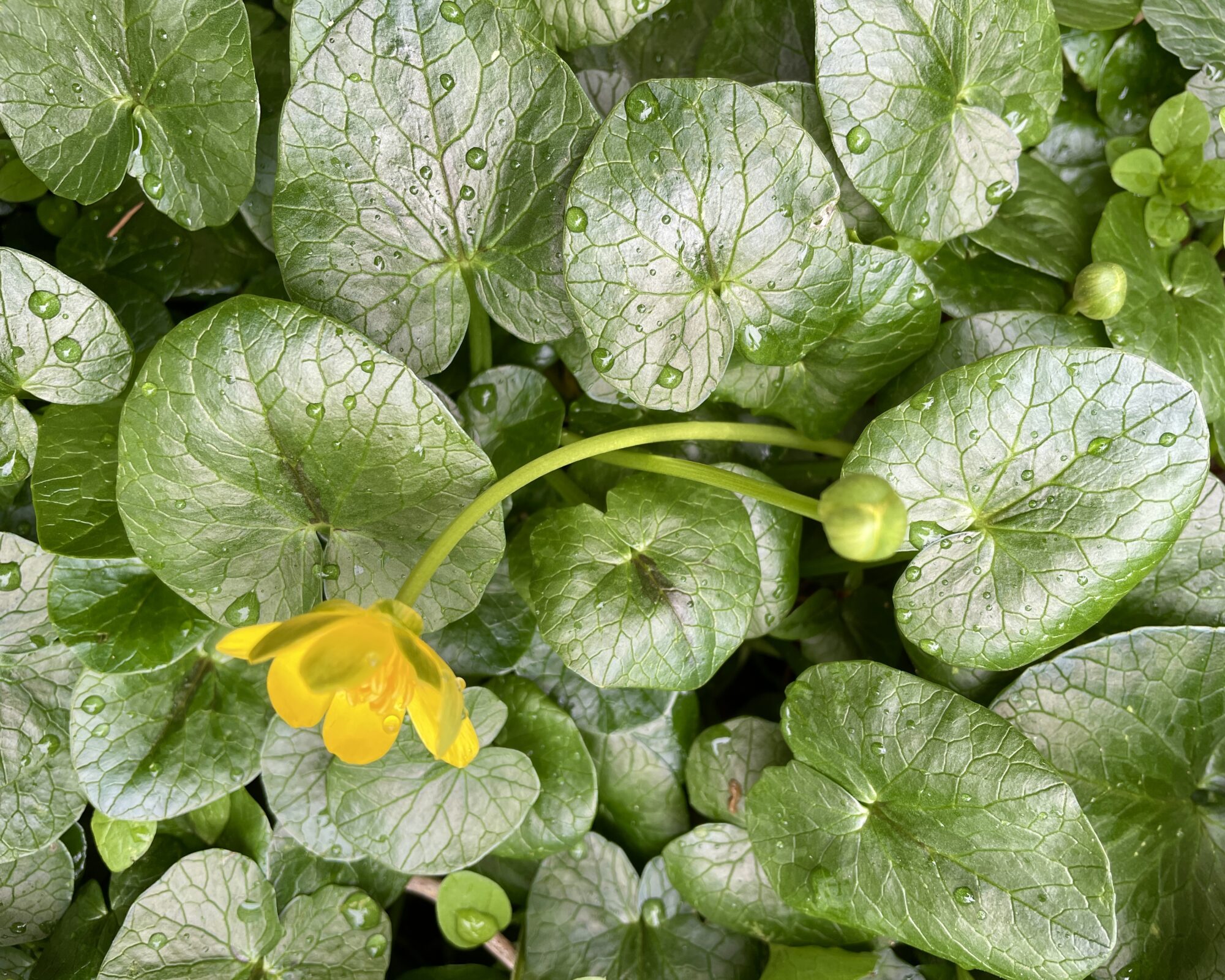 Lesser celandine. Its beauty is only skin deep - Lynnhaven River NOW