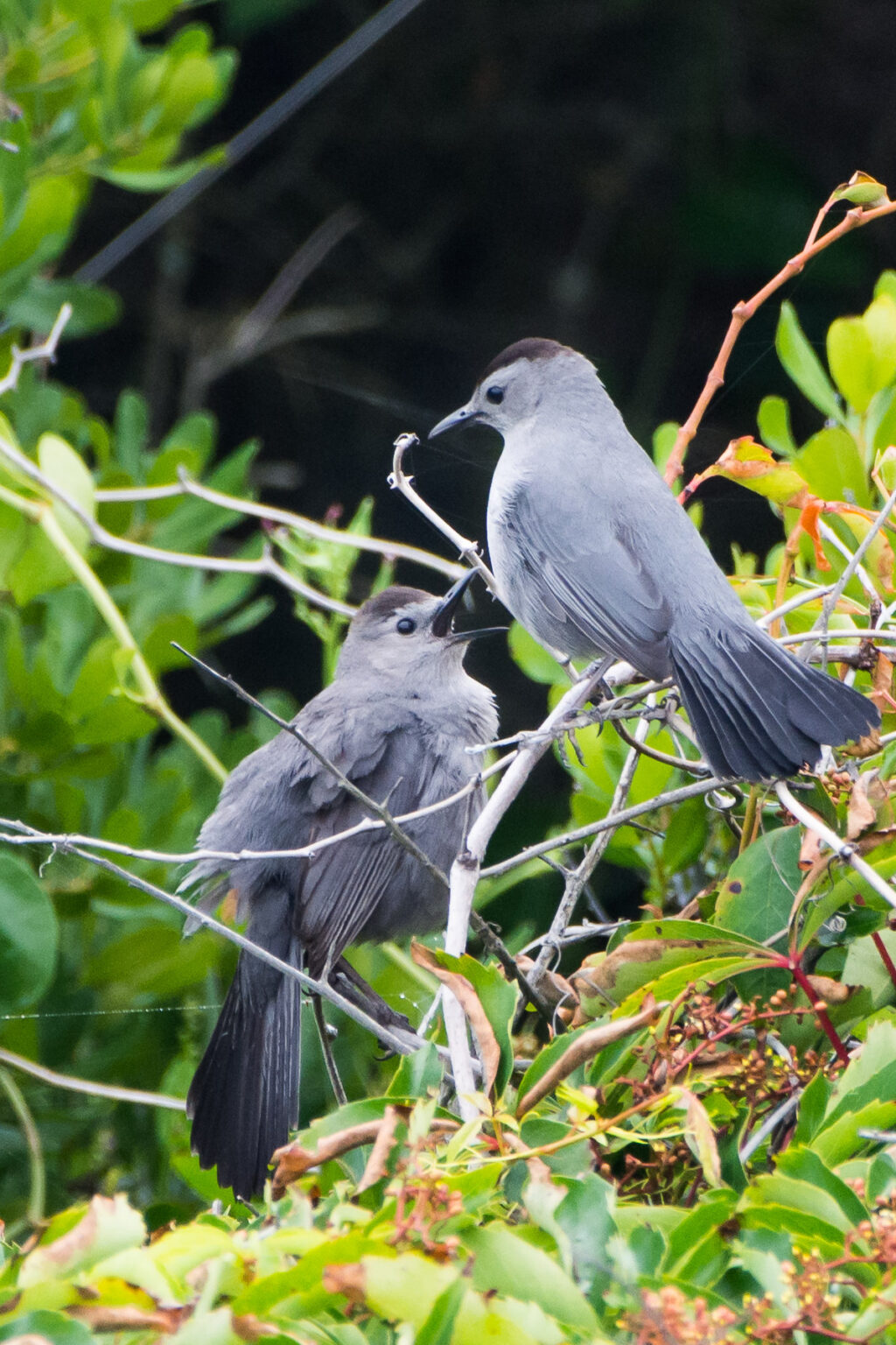 Catbirds and others bring on a long awaited spring - Lynnhaven River NOW