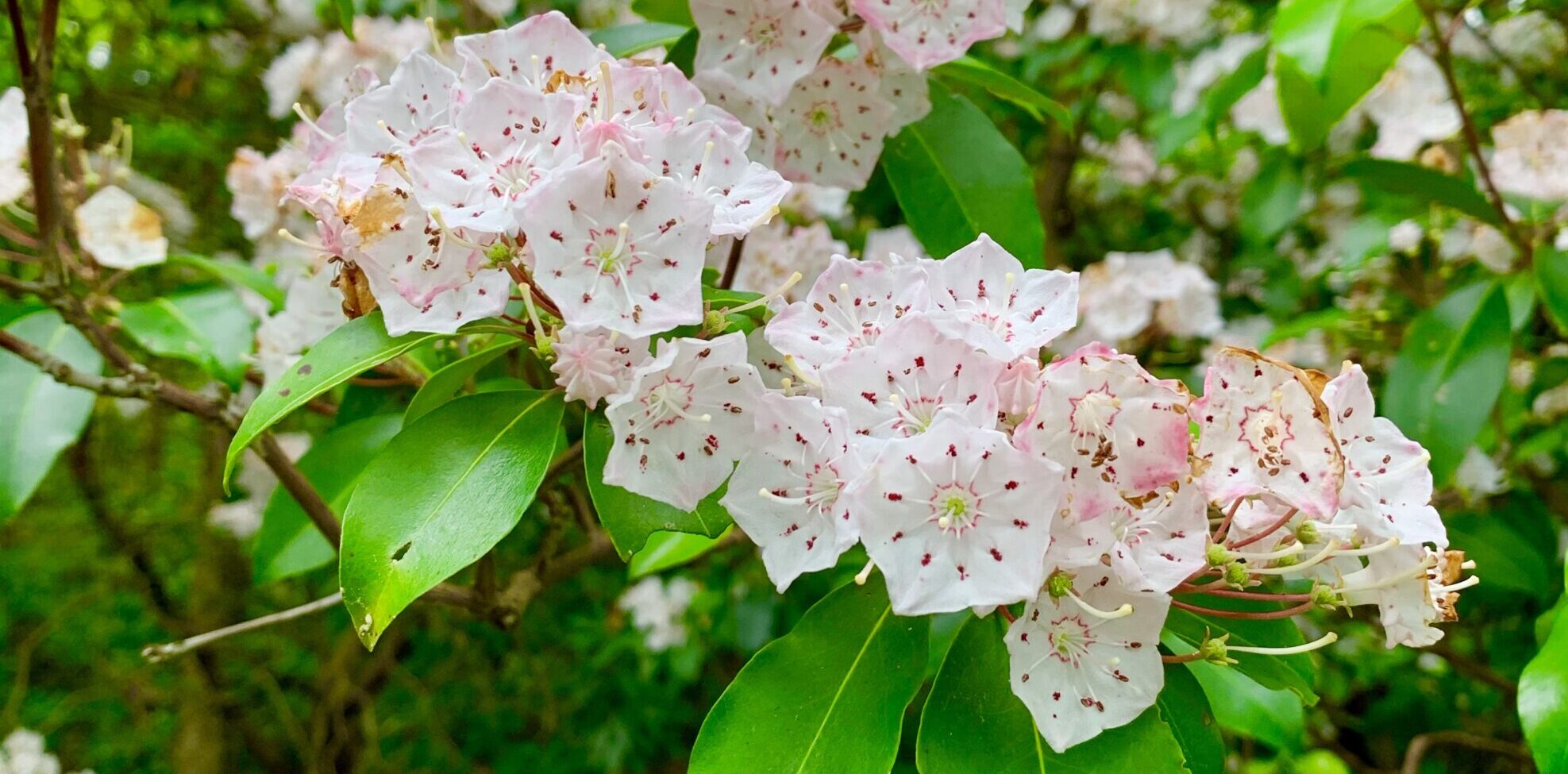 Showstopping mountain laurel is blooming at Lake Lawson/Lake Smith ...
