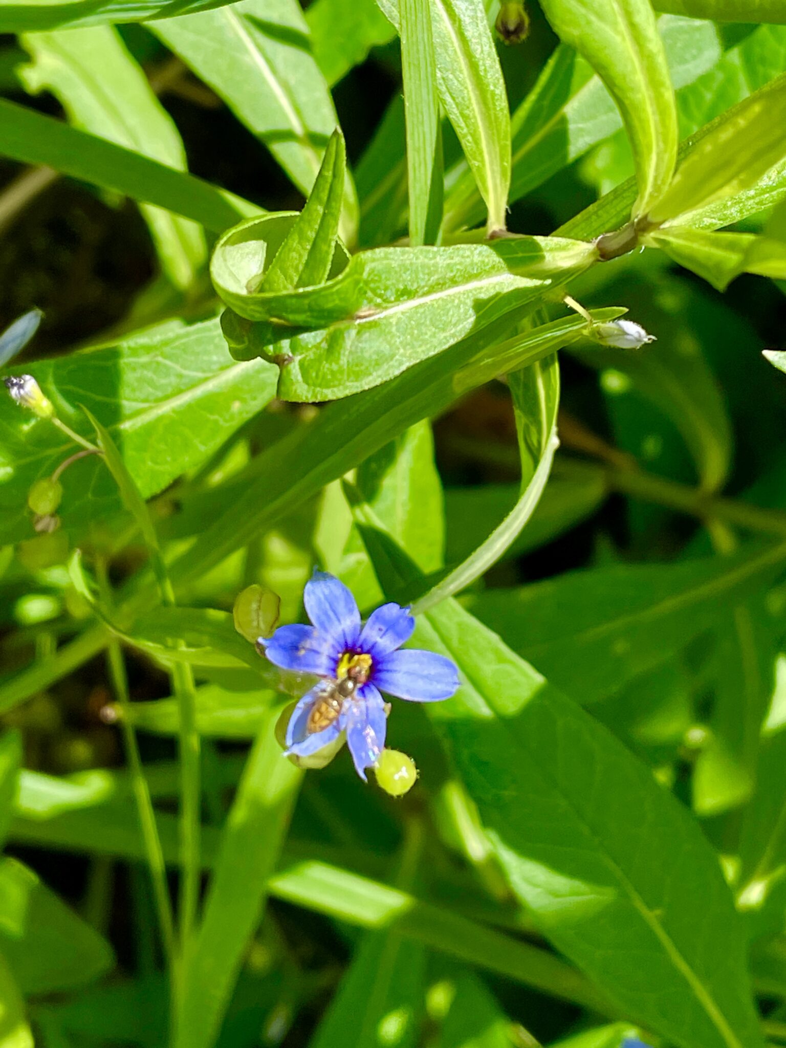 Tiny blue eyed grass and its equally tiny hover fly pollinator ...