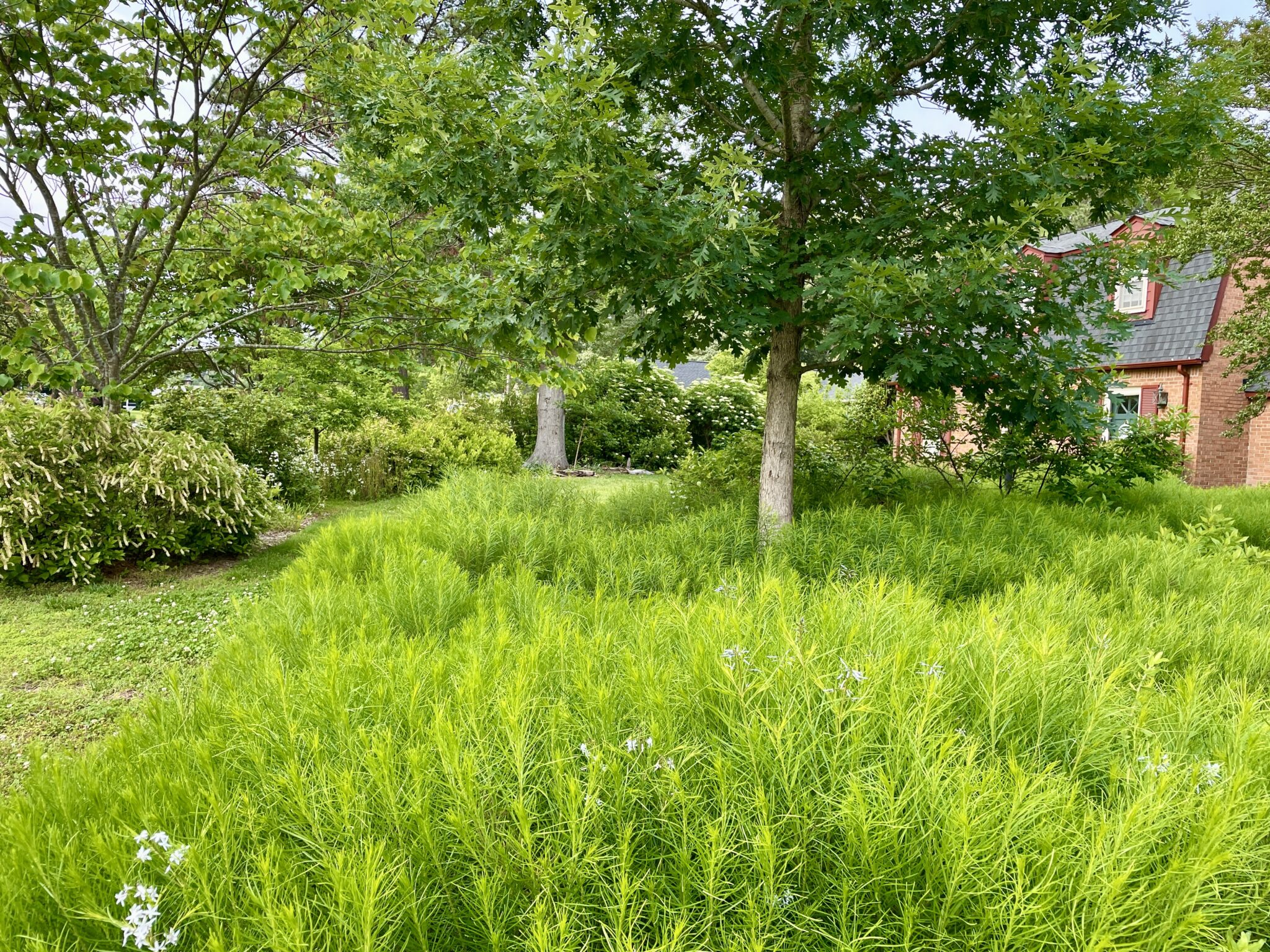 More native flowers and less grass have transformed a suburban yard on ...