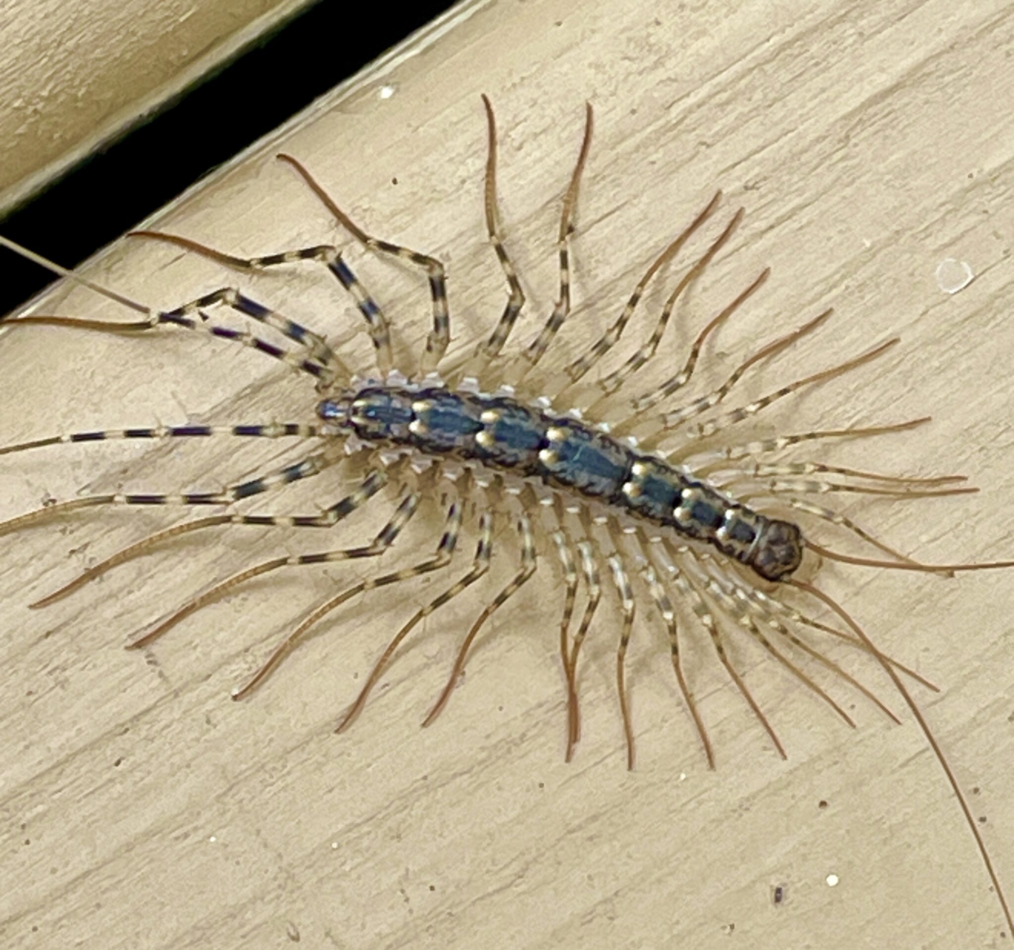 Who would have thought a centipede could be so beautiful? - Lynnhaven ...