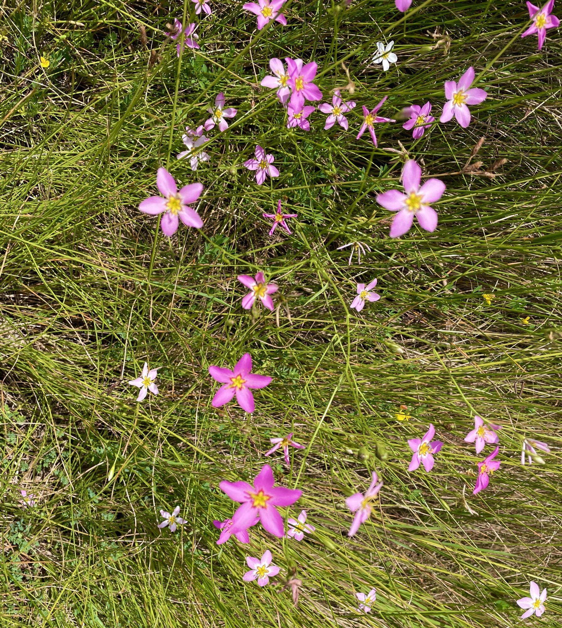 Marsh pinks are truly stars of the marsh - Lynnhaven River NOW