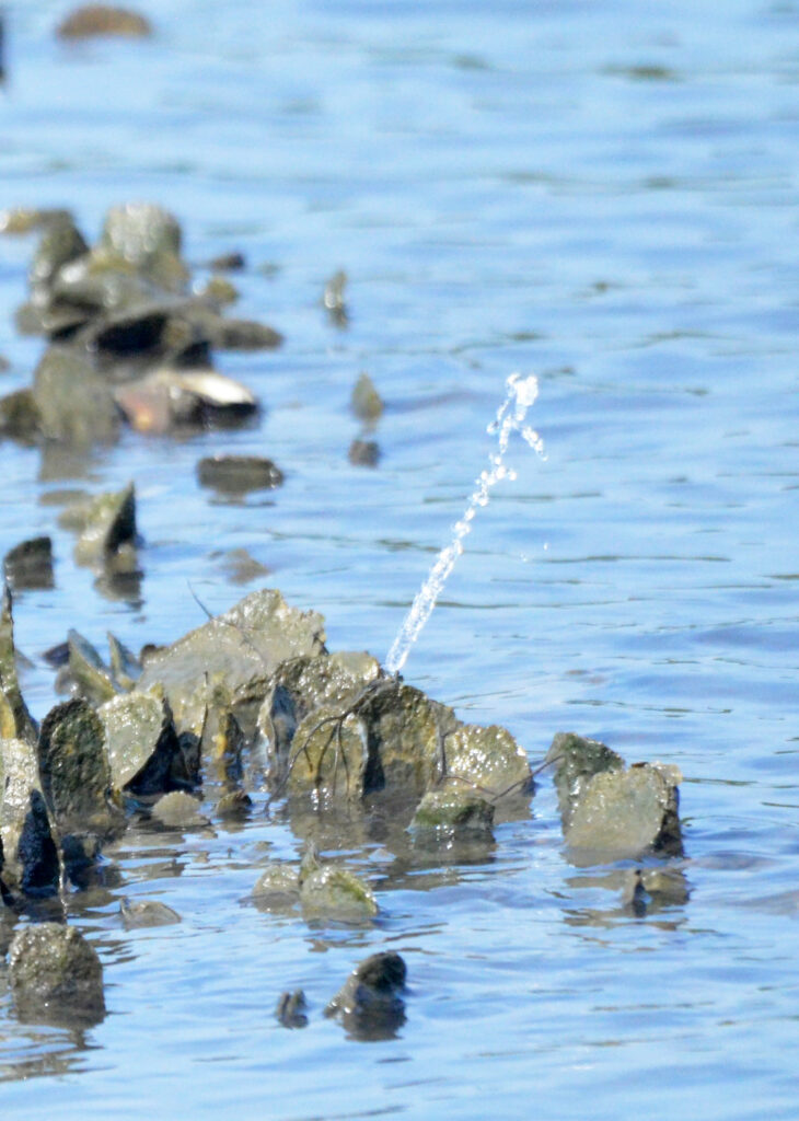 Watch an oyster reef in action at low tide along Pleasure House Creek ...