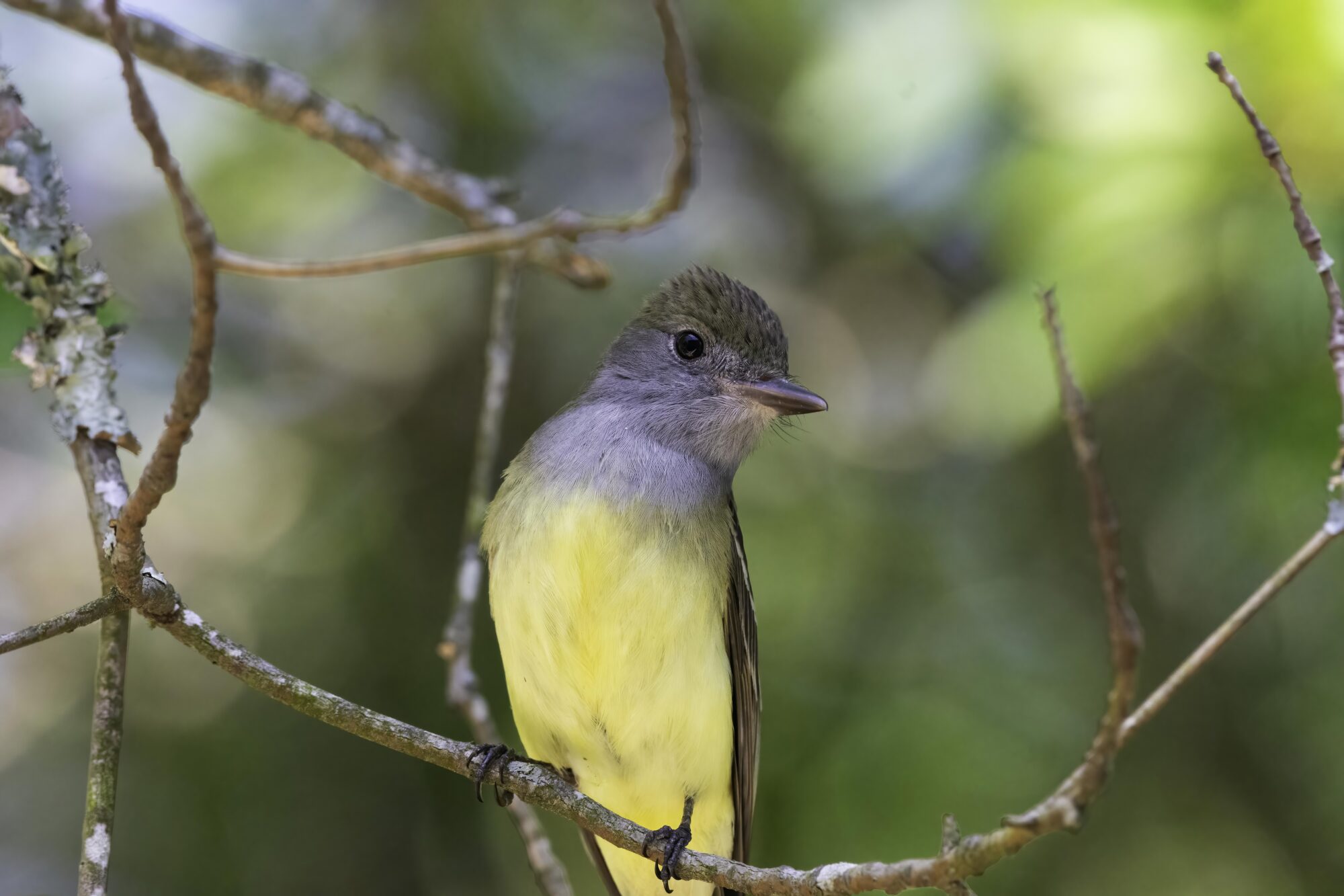 Great crested flycatchers are nesting in a box on my deck! - Lynnhaven ...