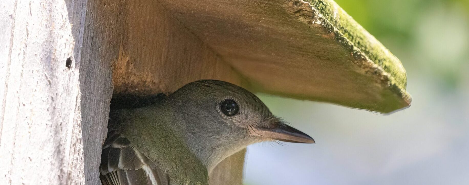 Great crested flycatchers are nesting in a box on my deck! - Lynnhaven ...
