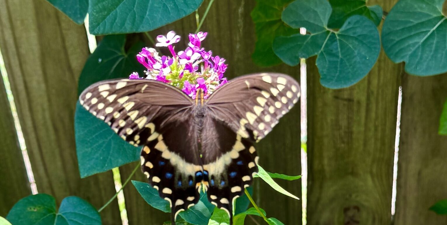 Reacquaint yourself with the Palamedes butterfly - Lynnhaven River NOW