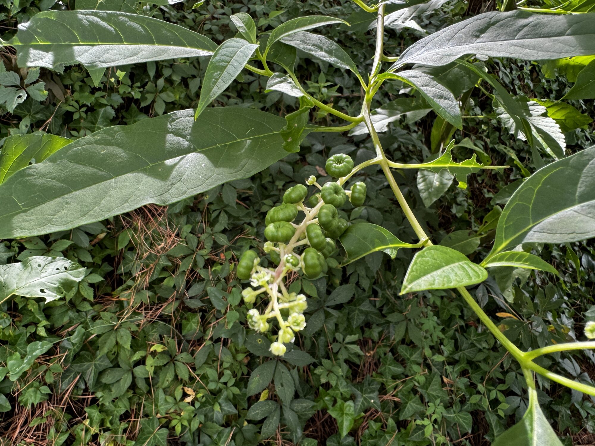 Pokeweed: food for the birds and food for thought - Lynnhaven River NOW