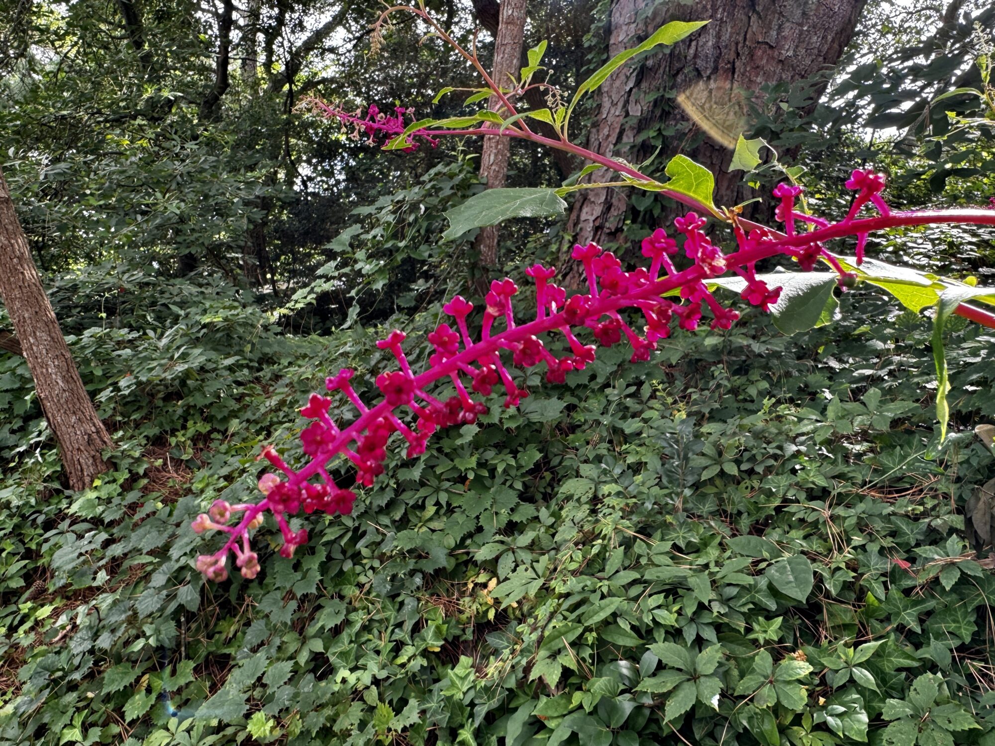 Pokeweed: food for the birds and food for thought - Lynnhaven River NOW