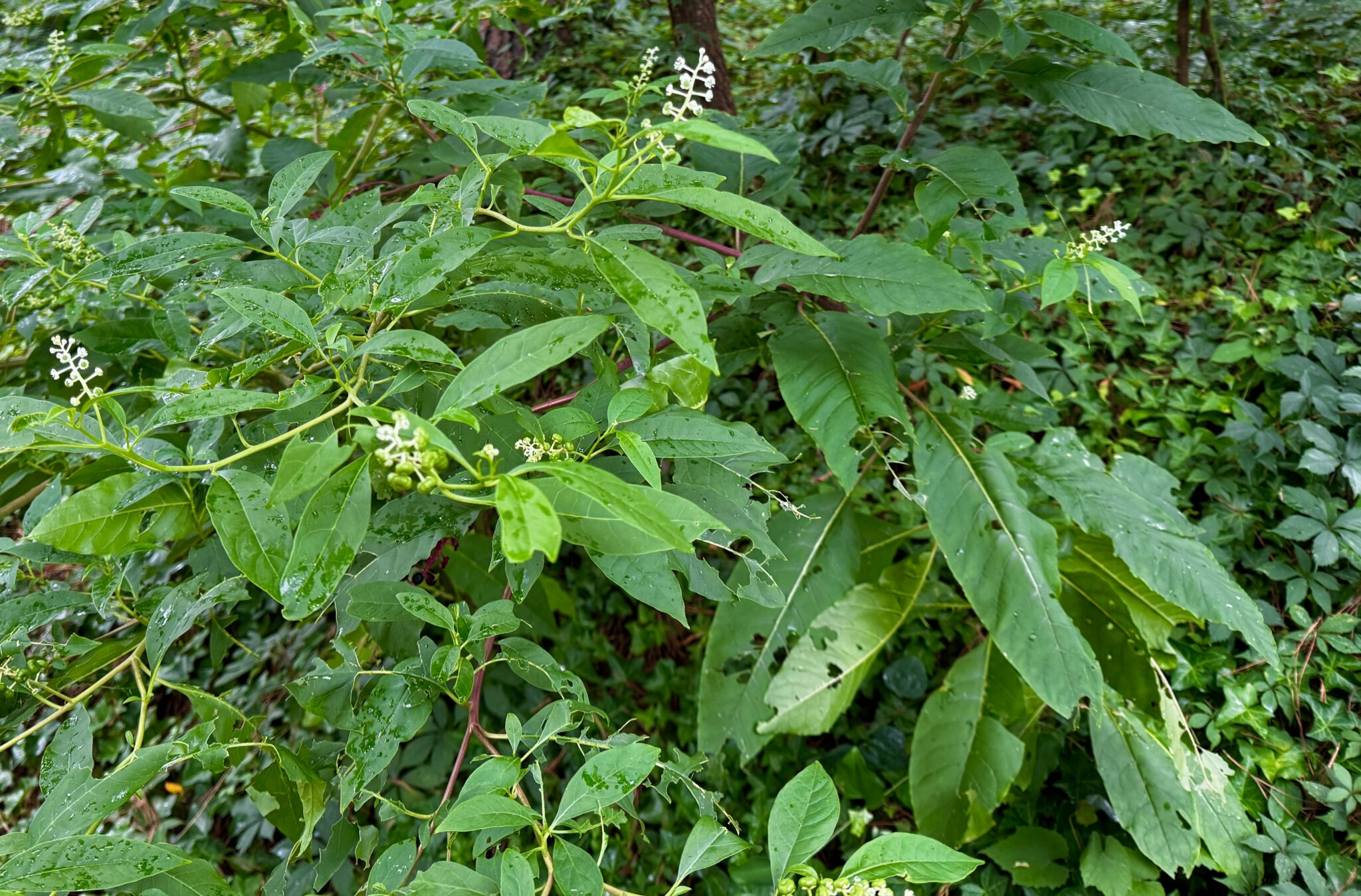 Pokeweed: food for the birds and food for thought - Lynnhaven River NOW