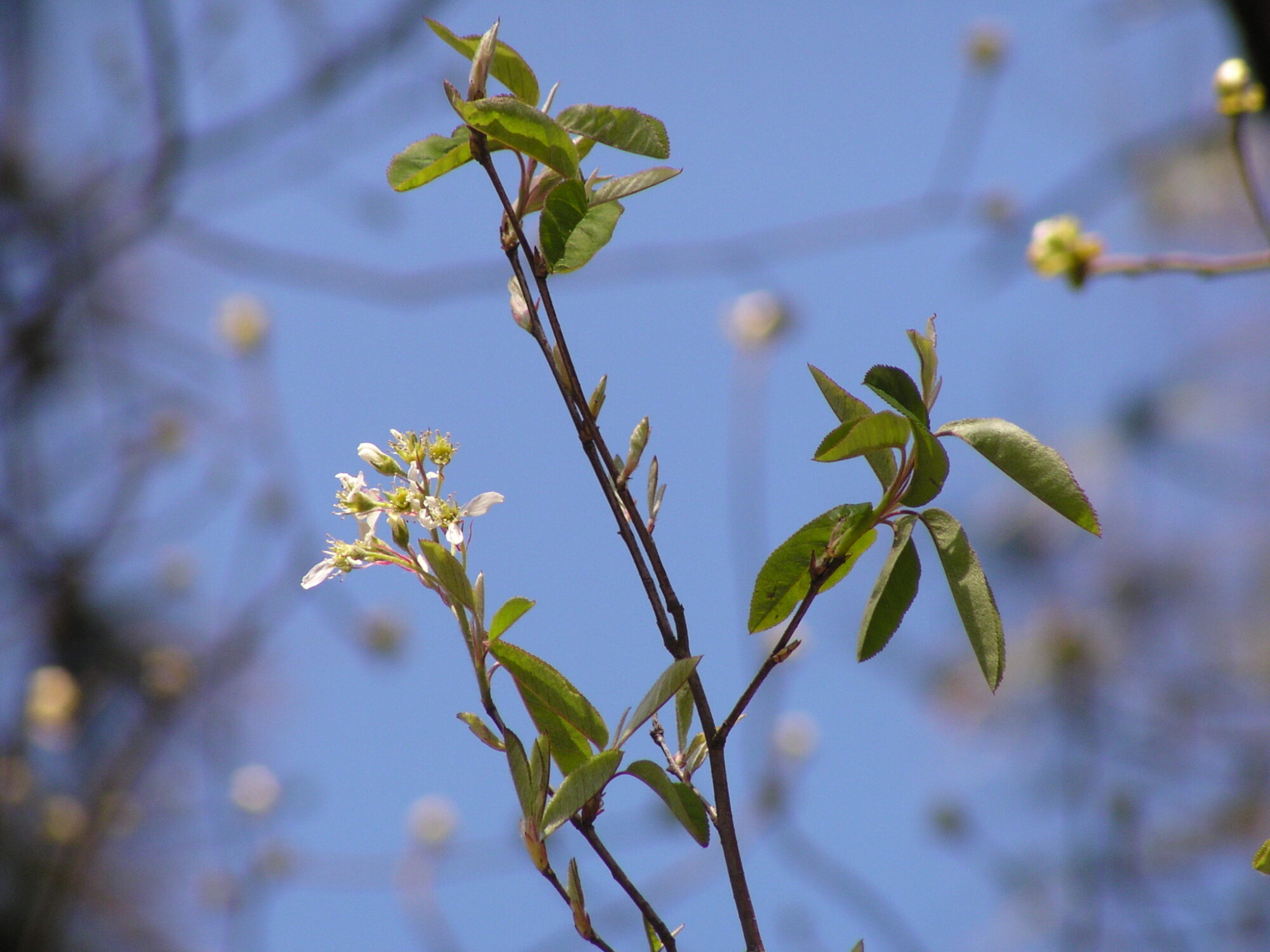The shadbush's moment of fame. Hummingbirds and yellow-bellied ...