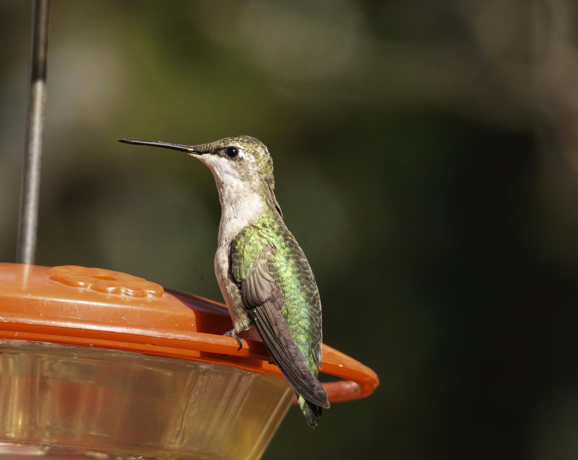 Hummingbirds everywhere! Frozen oysters? And a turtle visit ...