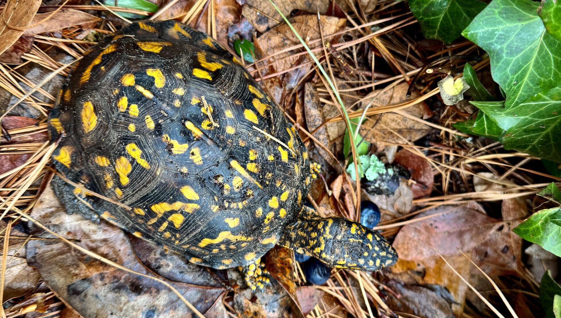 Hummingbirds everywhere! Frozen oysters? And a turtle visit ...