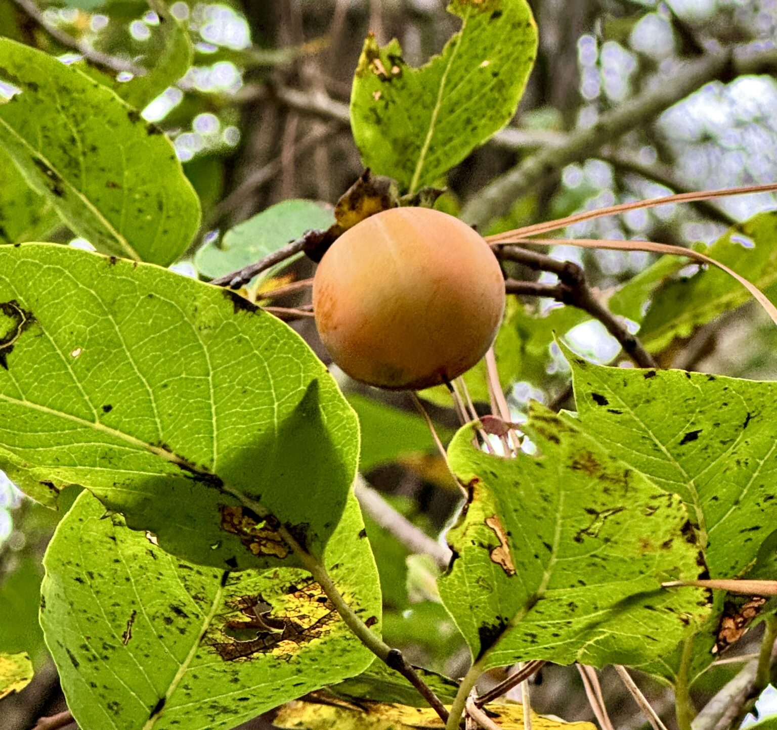For the first time! Tiny blooms on the persimmon tree! - Lynnhaven ...